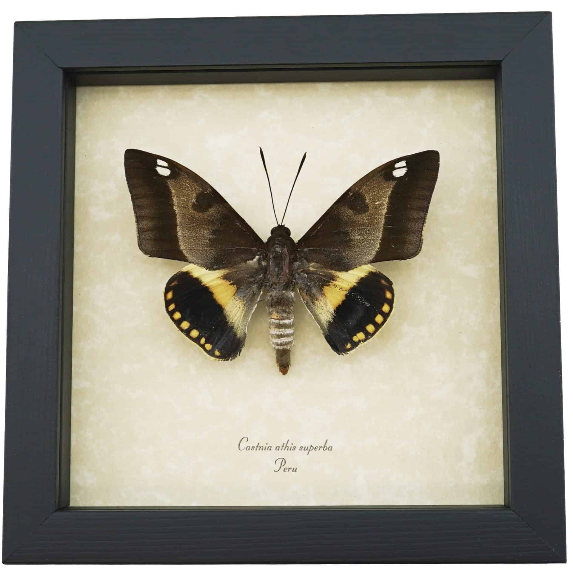 Castnia athis superba Silkmoth Moth - Framed Taxidermy