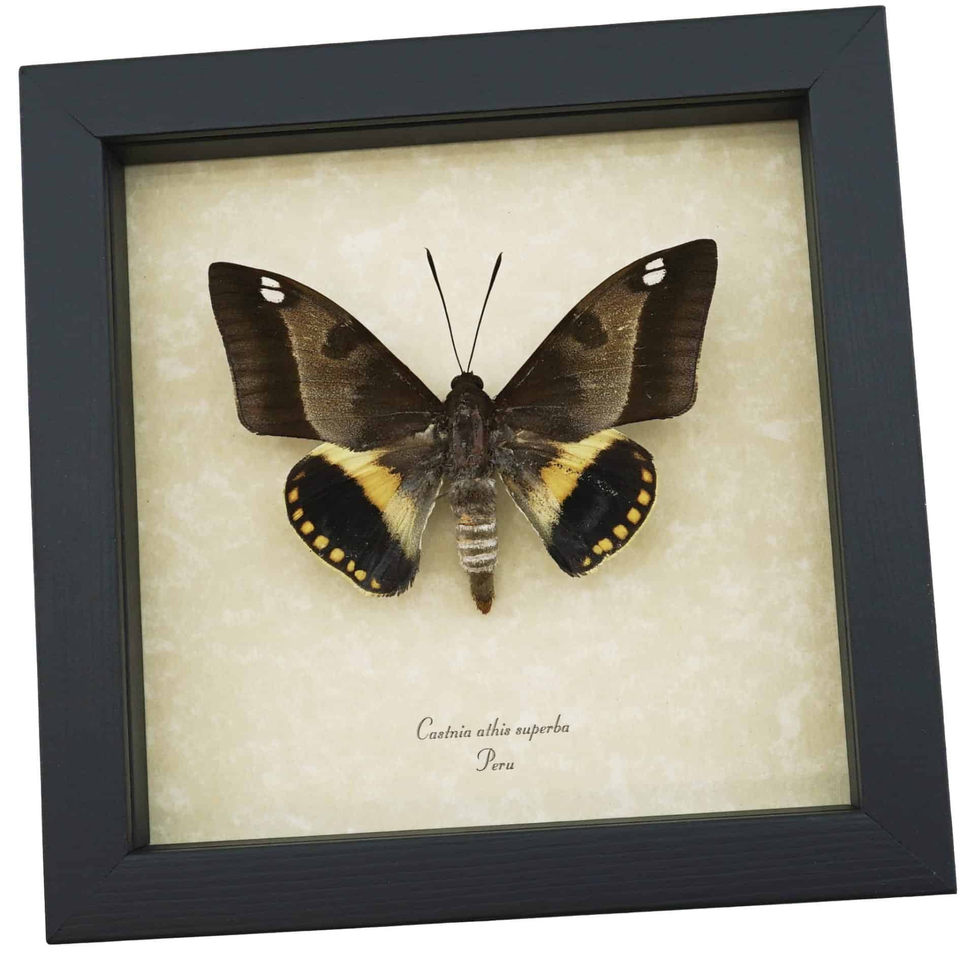 Castnia athis superba Silkmoth Moth - Framed Taxidermy