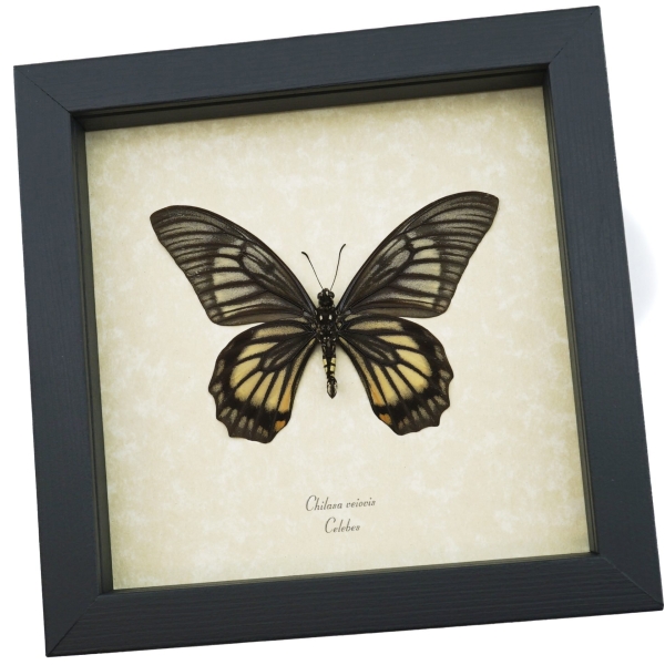 Black Gothic Skull Butterfly - Chilasa veiovis verso Framed