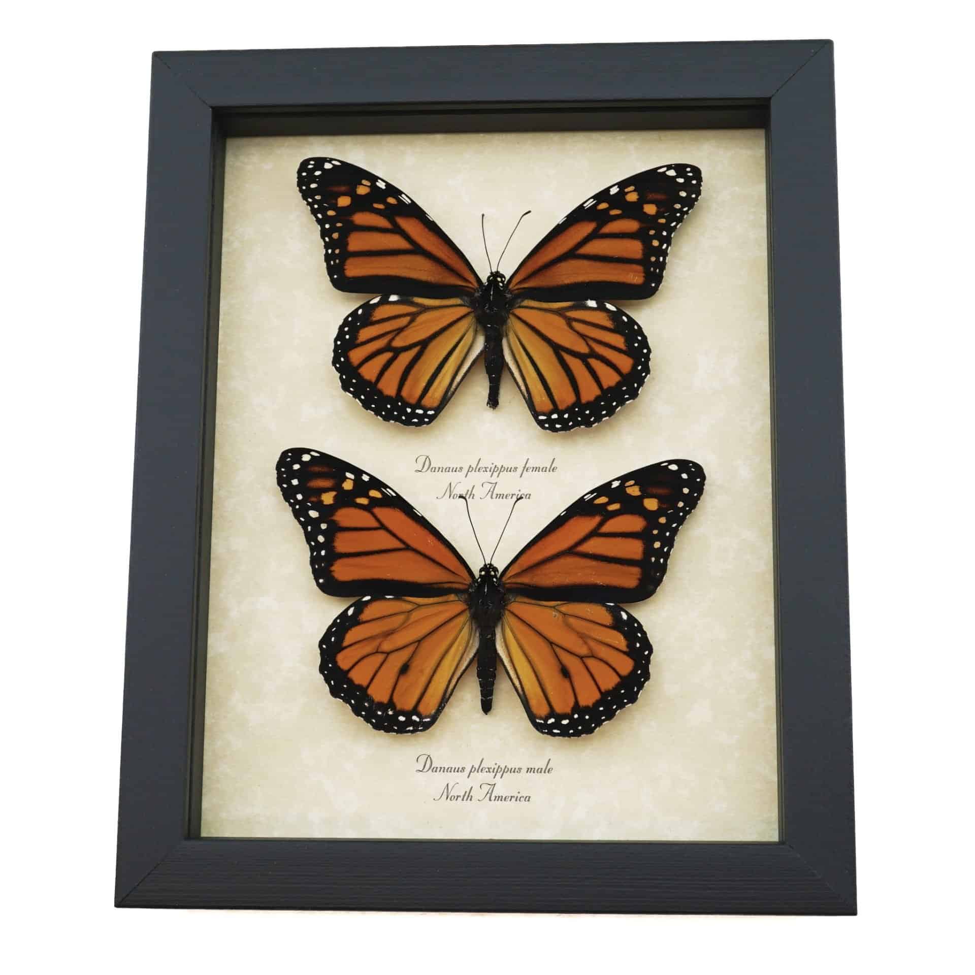 Danaus Plexippus Pair Framed - North American Monarch Butterflies