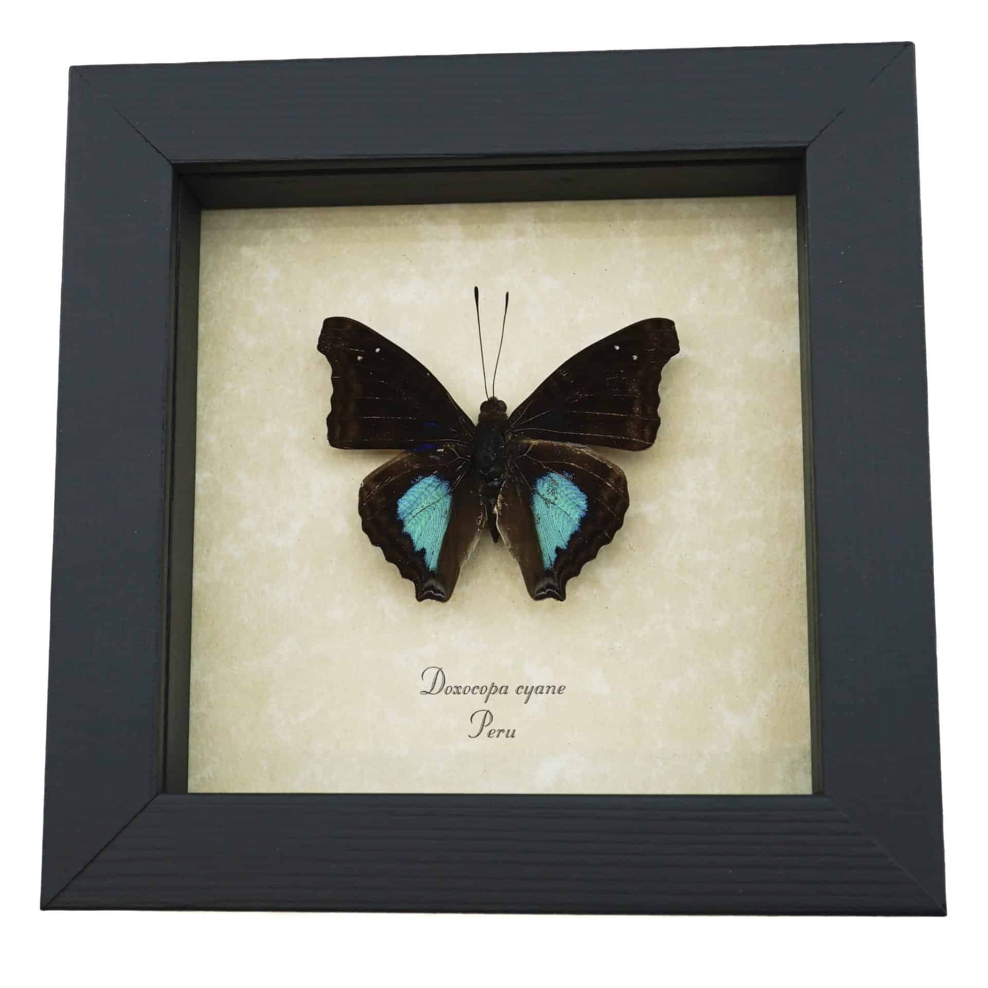 Doxocopa cyane Cyane Emperor Butterfly - Framed Taxidermy