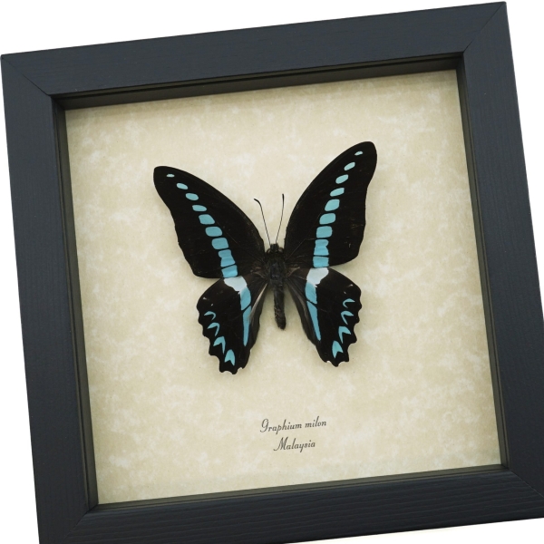 Graphium milon Milons Swallowtail Butterfly - Framed Taxidermy
