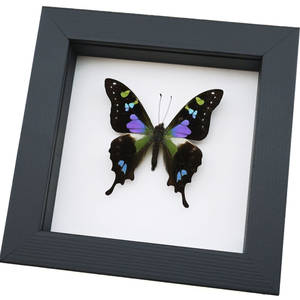 Framed Graphium Weiskei Butterfly - Purple Spotted Swallowtail