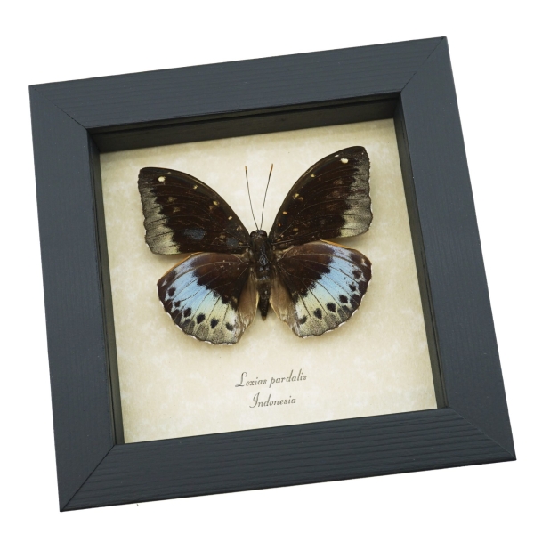 Lexias pardalis Common Archduke Butterfly - Framed Taxidermy