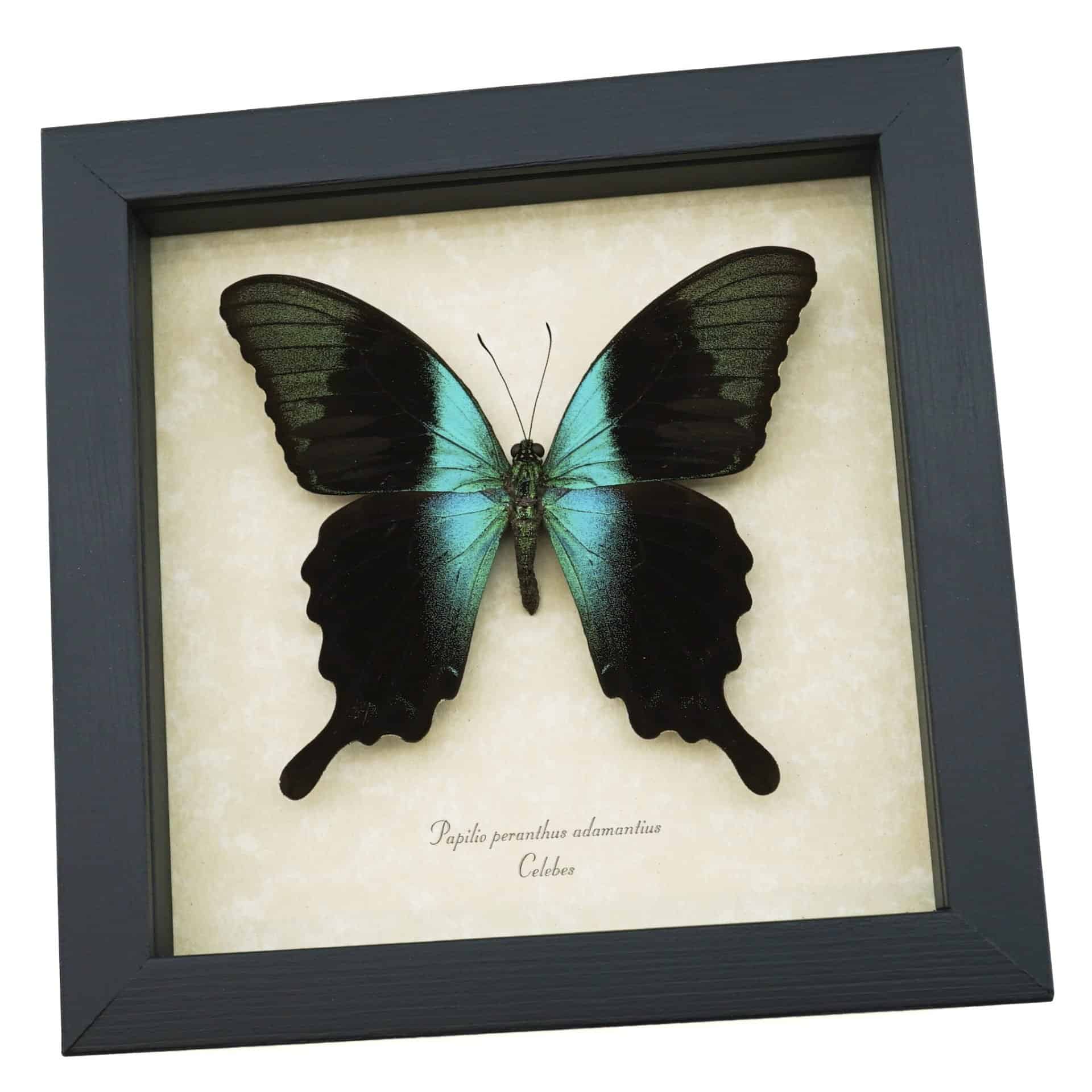 Papilio peranthus adamantius Butterfly - Framed Green Swallowtail