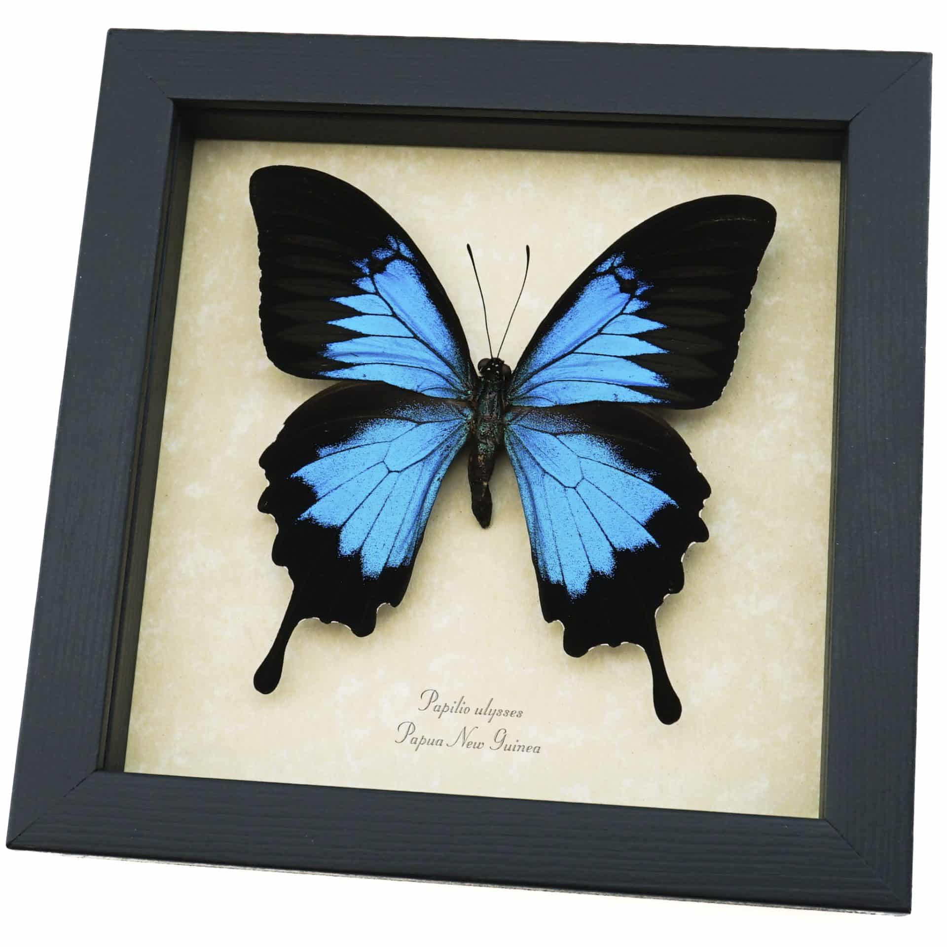 Papilio ulysses Blue Mountain Swallowtail Butterfly