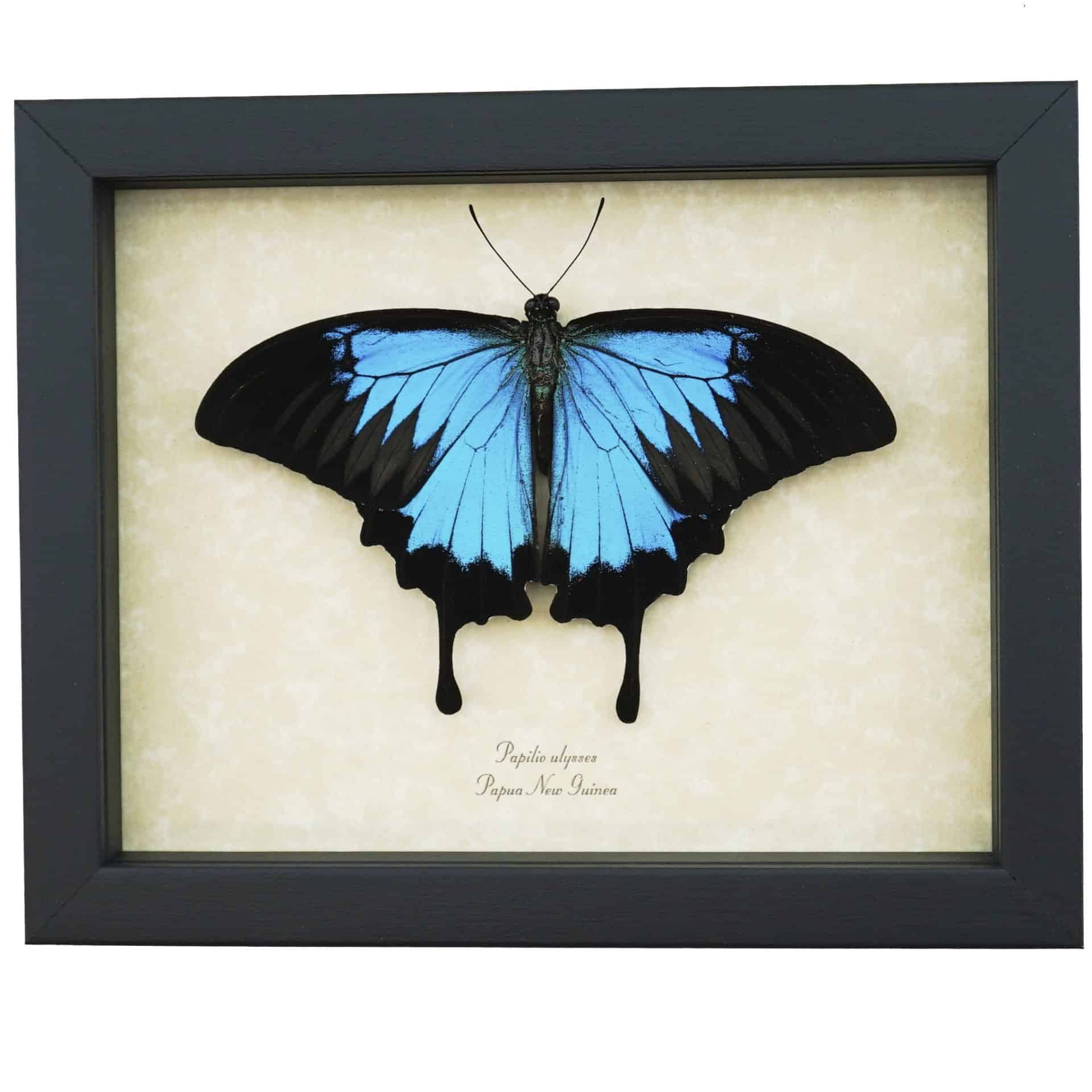 Resting Blue Mountain Swallowtail Butterfly - Papilio ulysses Framed
