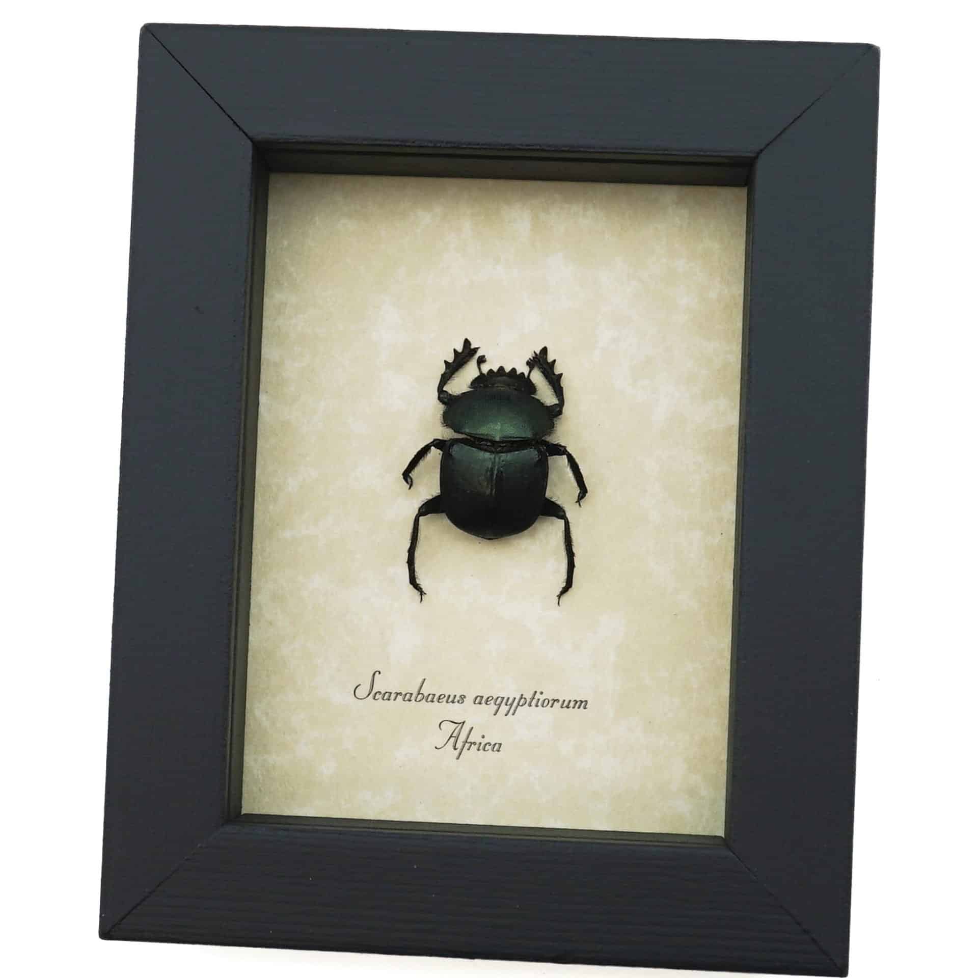 Sacred Egyptian King Scarab Beetle - Framed Taxidermy Green