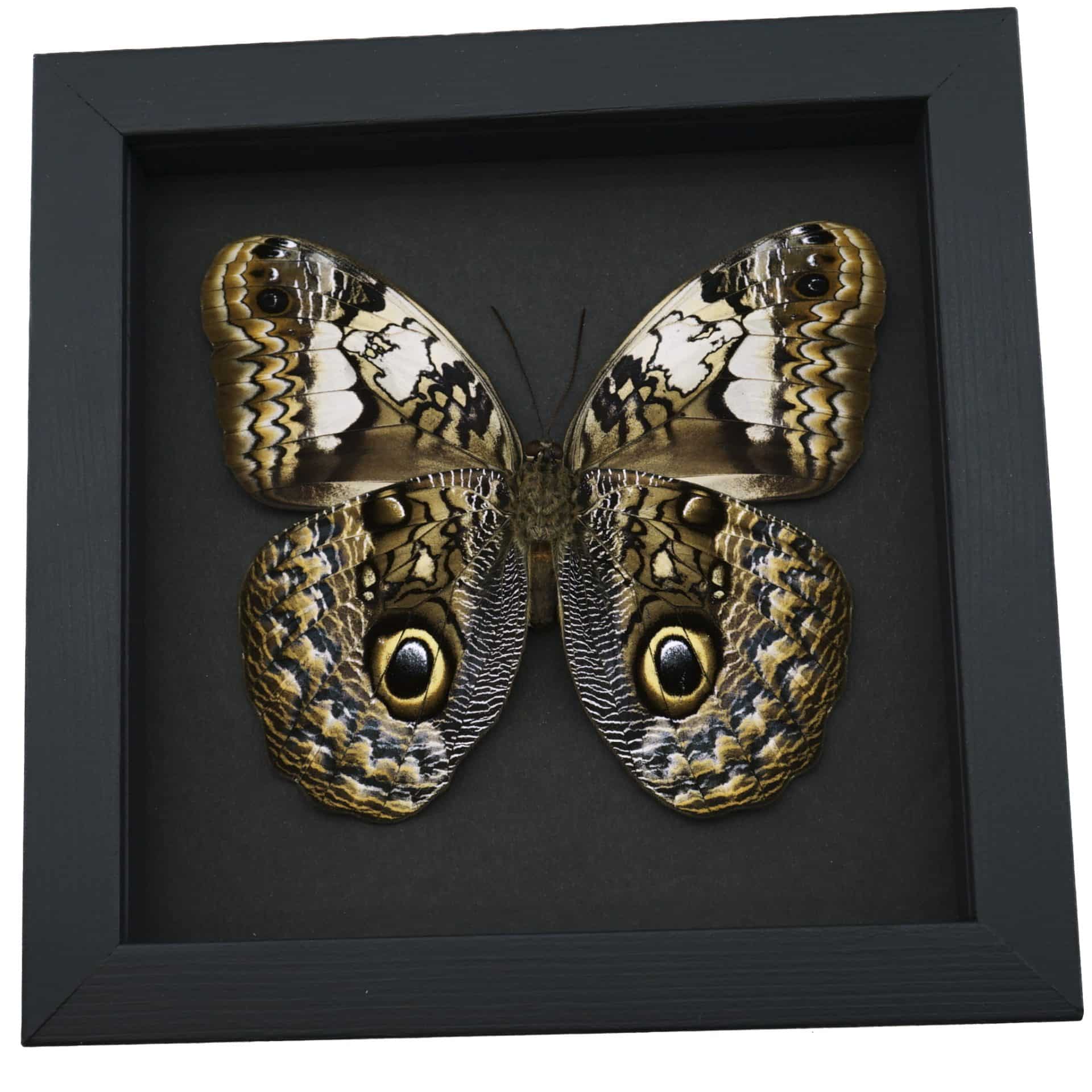 Caligo martia verso Rare Owl mimic- Butterfly Feather Markings