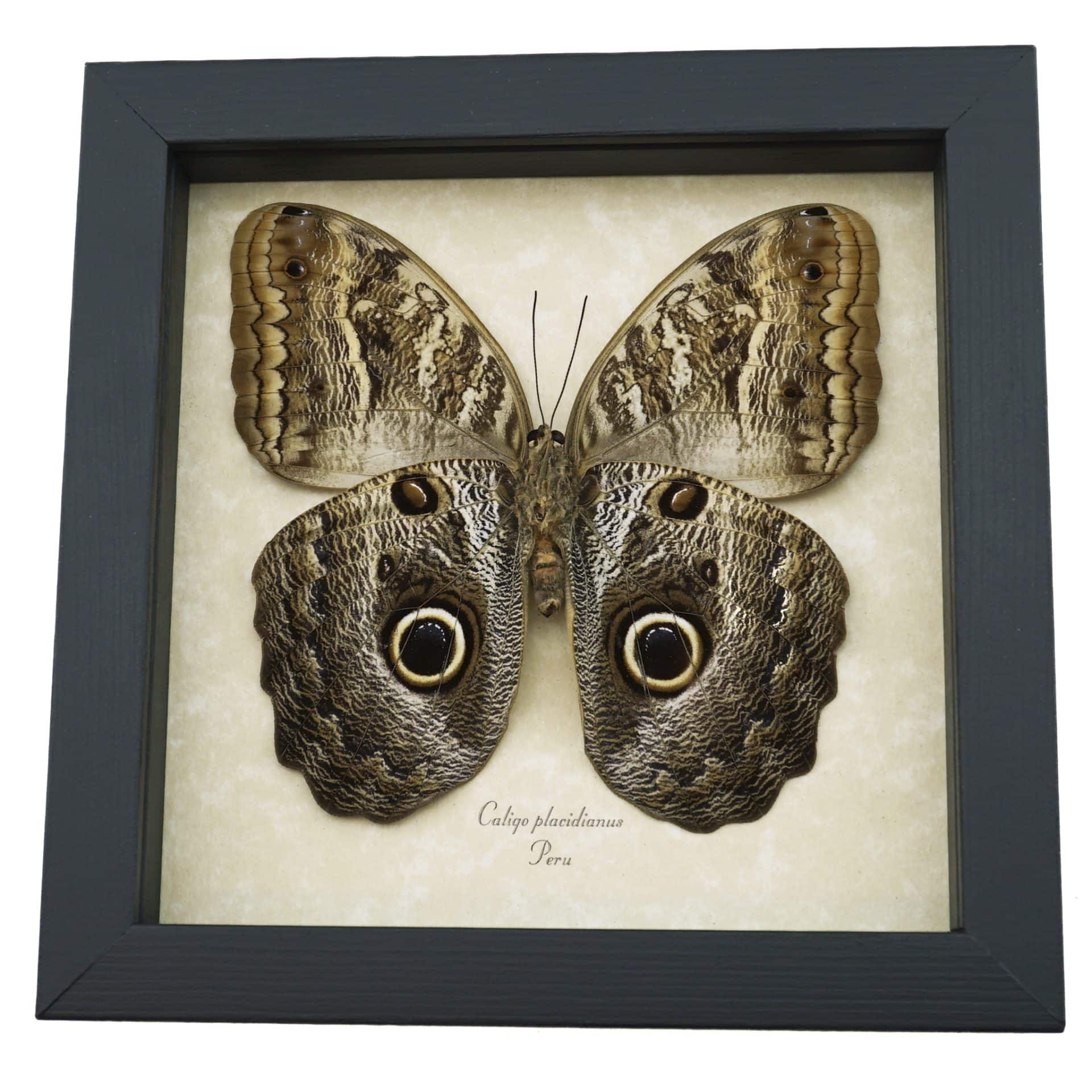 Framed Owl Mimic Butterfly - Caligo placidianus Framed Taxidermy
