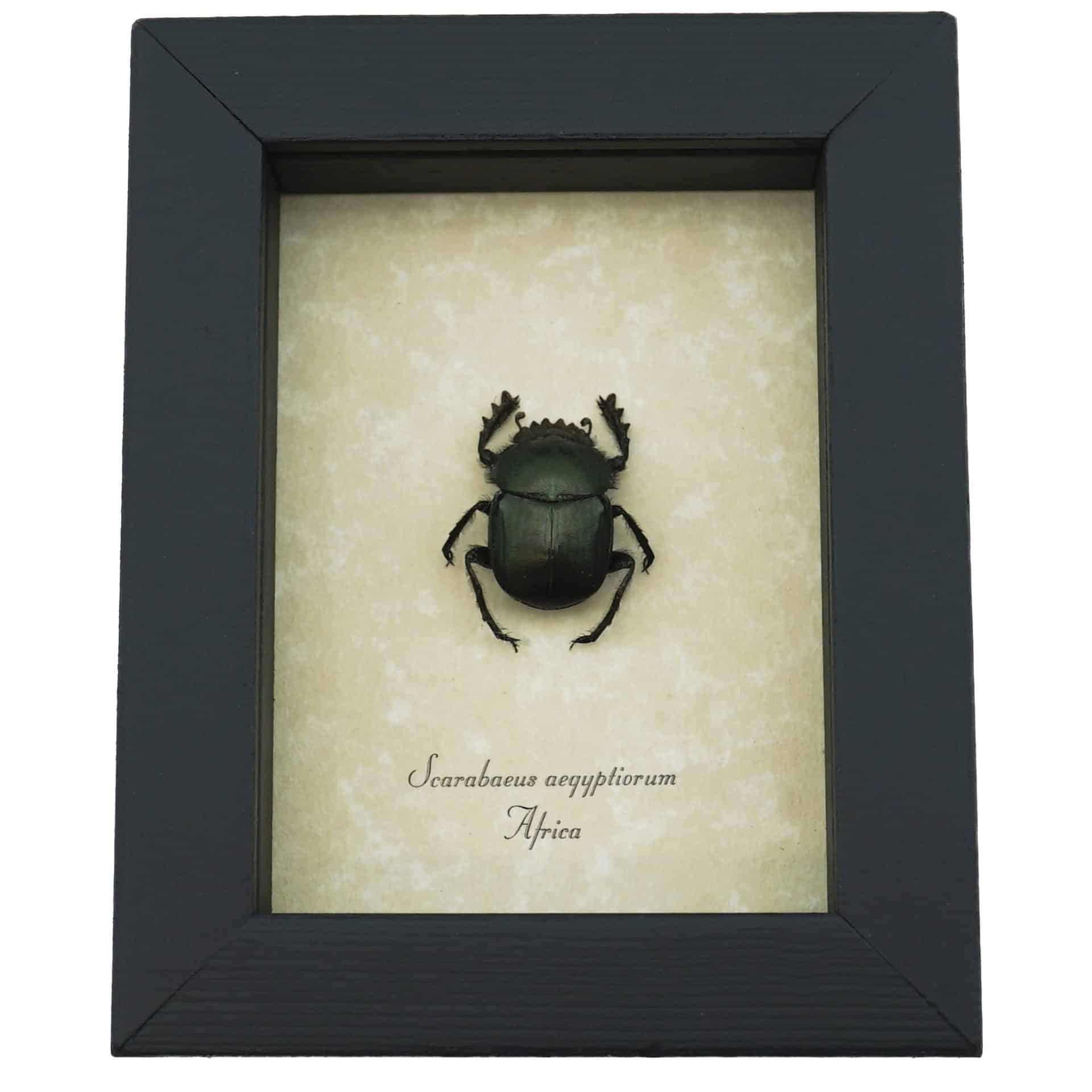 Scarab Beetles We offer a variety Scarab Beetles