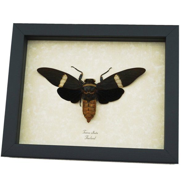 6.5 inch x 8 inch Framed Insect Displays - Shop By Size Butterflies