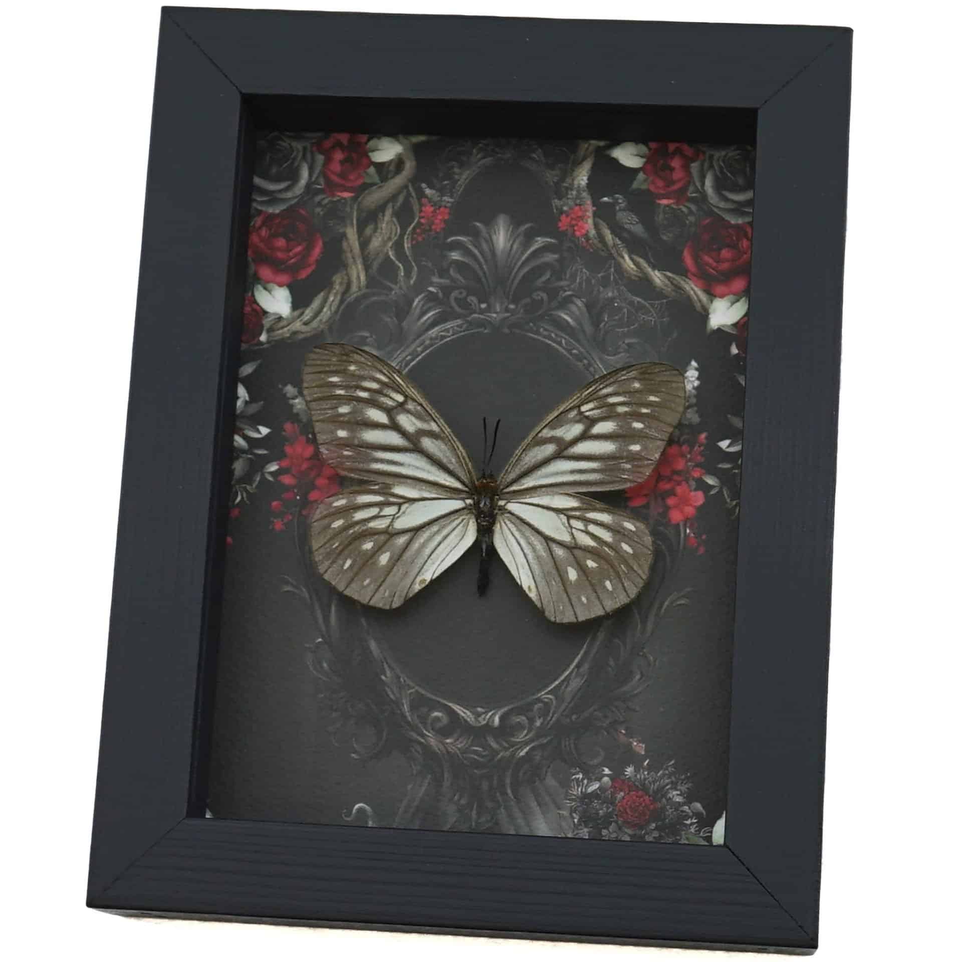 Calinaga buddha Real Butterfly Gothic Black - Red Roses Framed