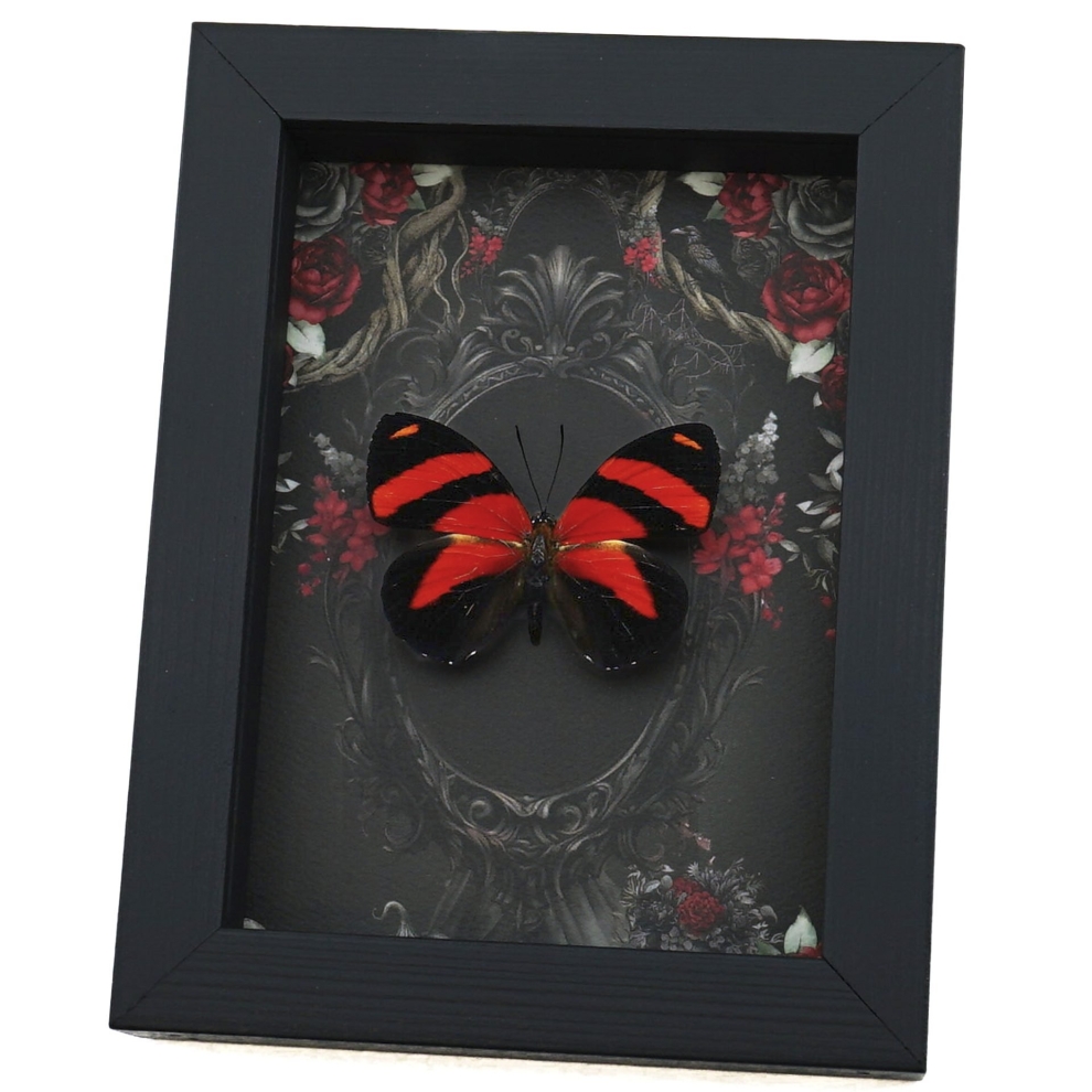 Blood Red Butterfly Gothic Black Roses - Catagramma cynosura real