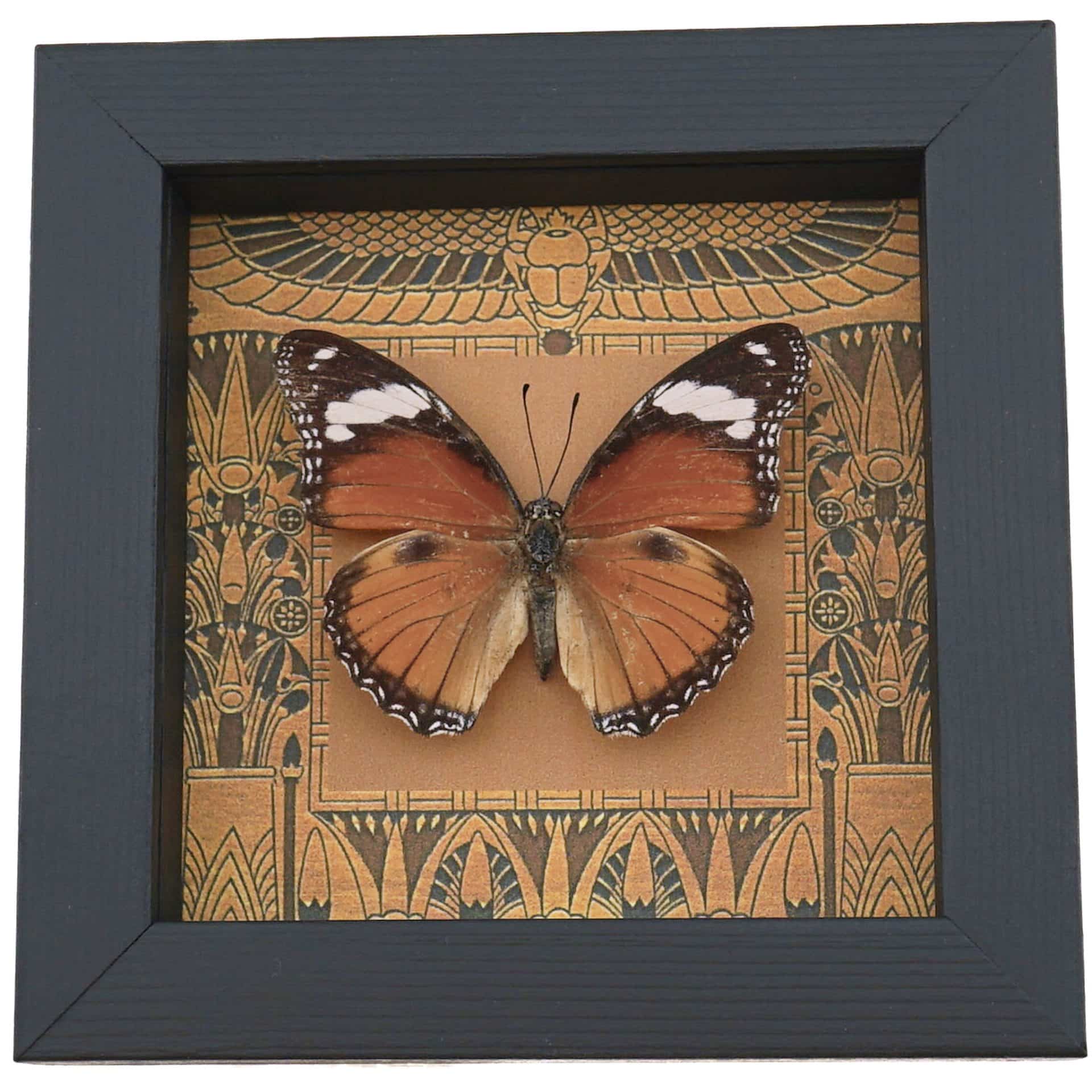 Real Egyptian Butterfly - Hypolimnas misippus Female framed