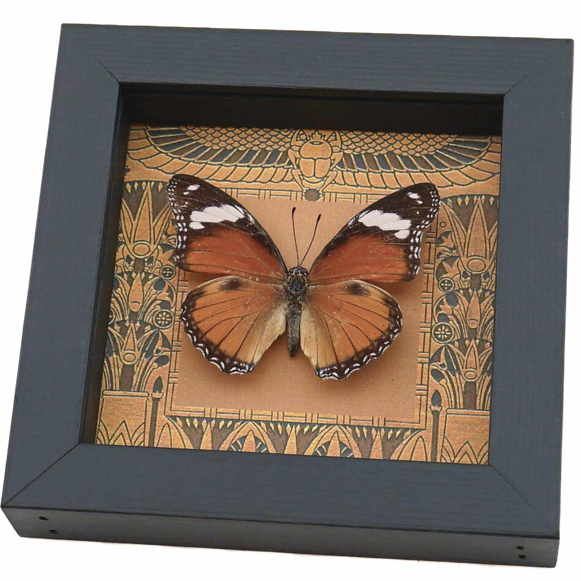 Real Egyptian Butterfly - Hypolimnas misippus Female framed