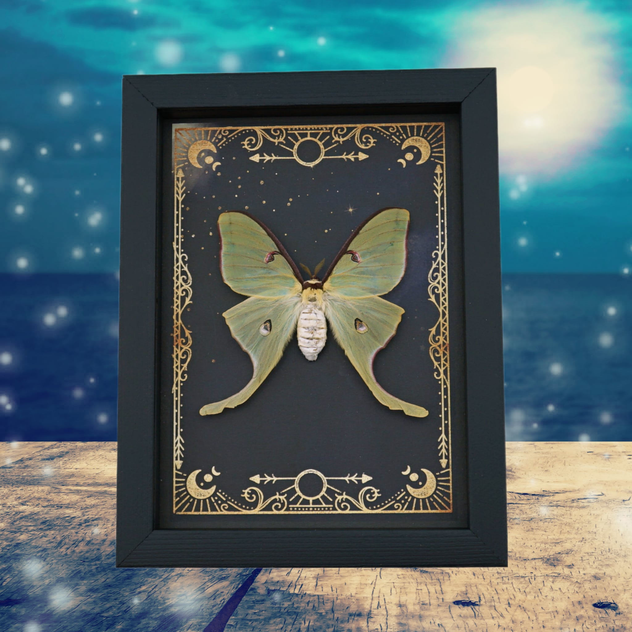 Real Luna Moth Gothic Night - Sky Stars Actias luna rubromarginata