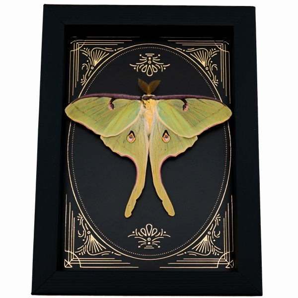 Real Luna Moth Gold Foil GOTHIC - Resting Actias luna