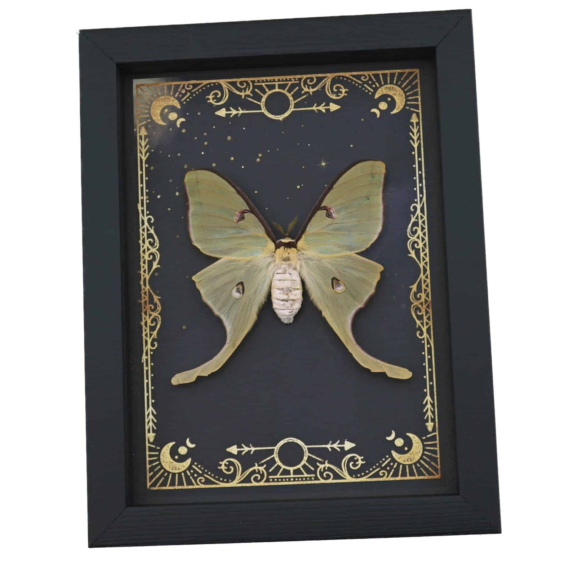 Real Luna Moth Gothic Night - Sky Stars Actias luna rubromarginata