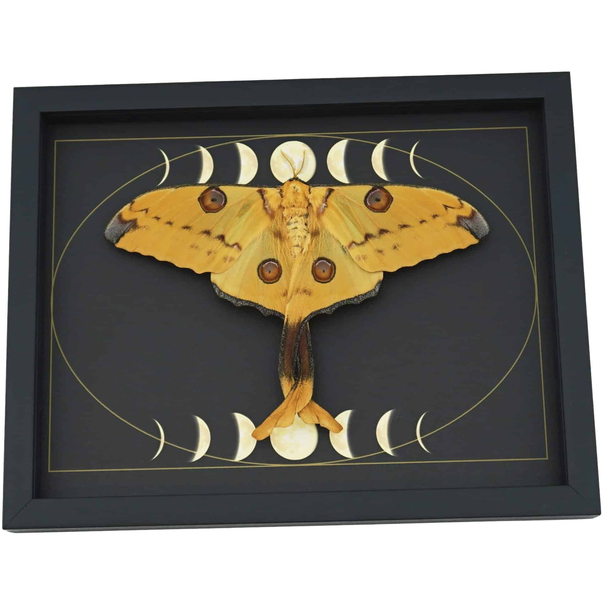 Real Comet Moth Moon Phases - Argema mittrei Female Resting