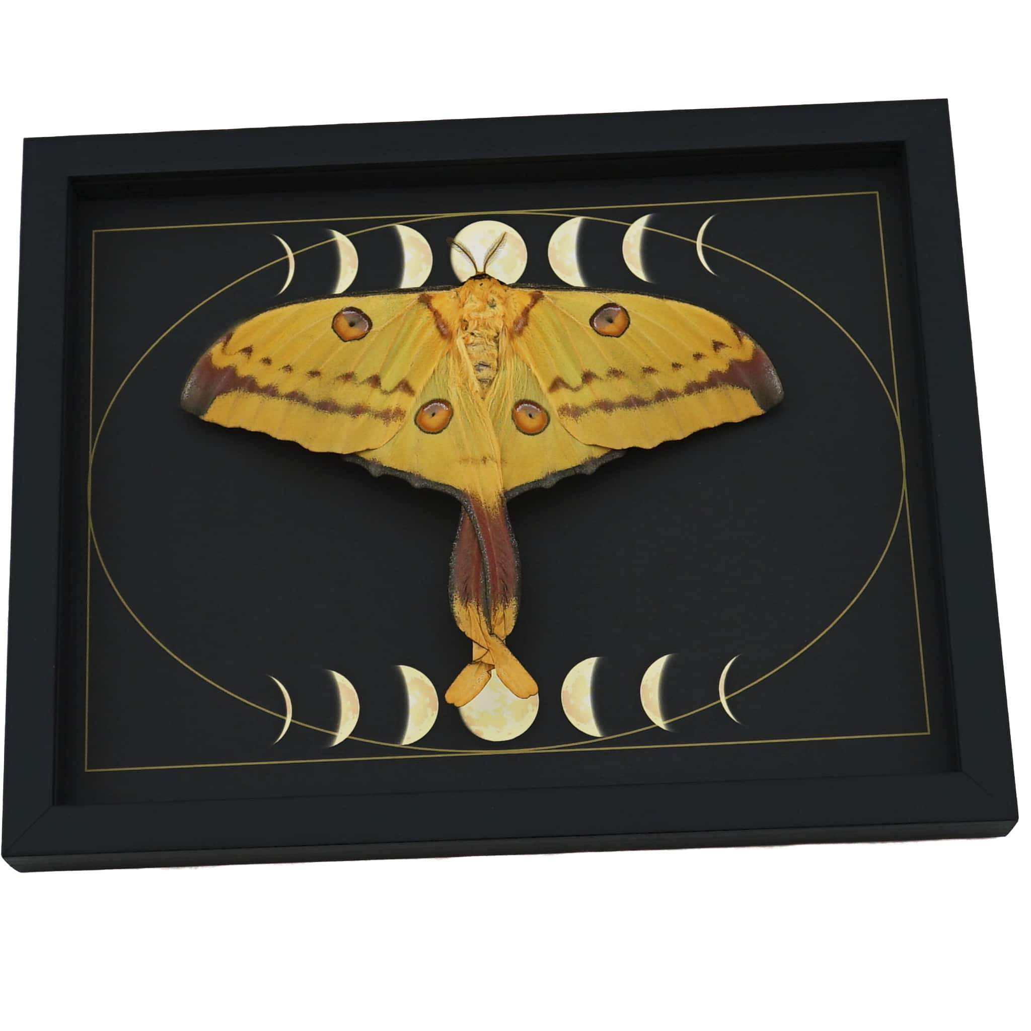 Real Comet Moth Moon Phases - Argema mittrei Female Resting