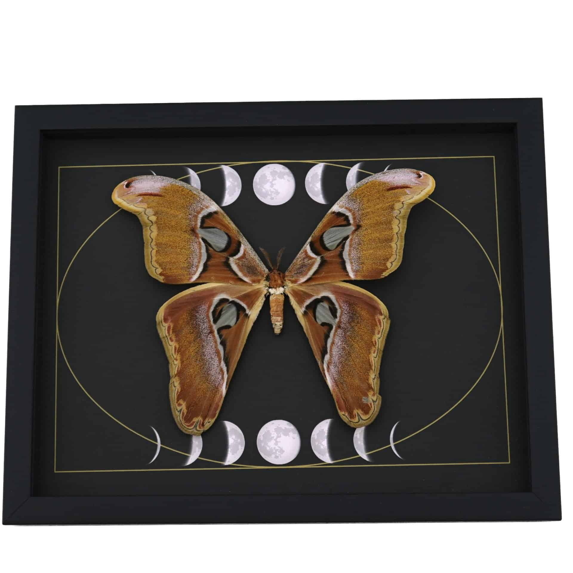 Giant Gothic Moth Phases of the Moon - Attacus lorquinii Female