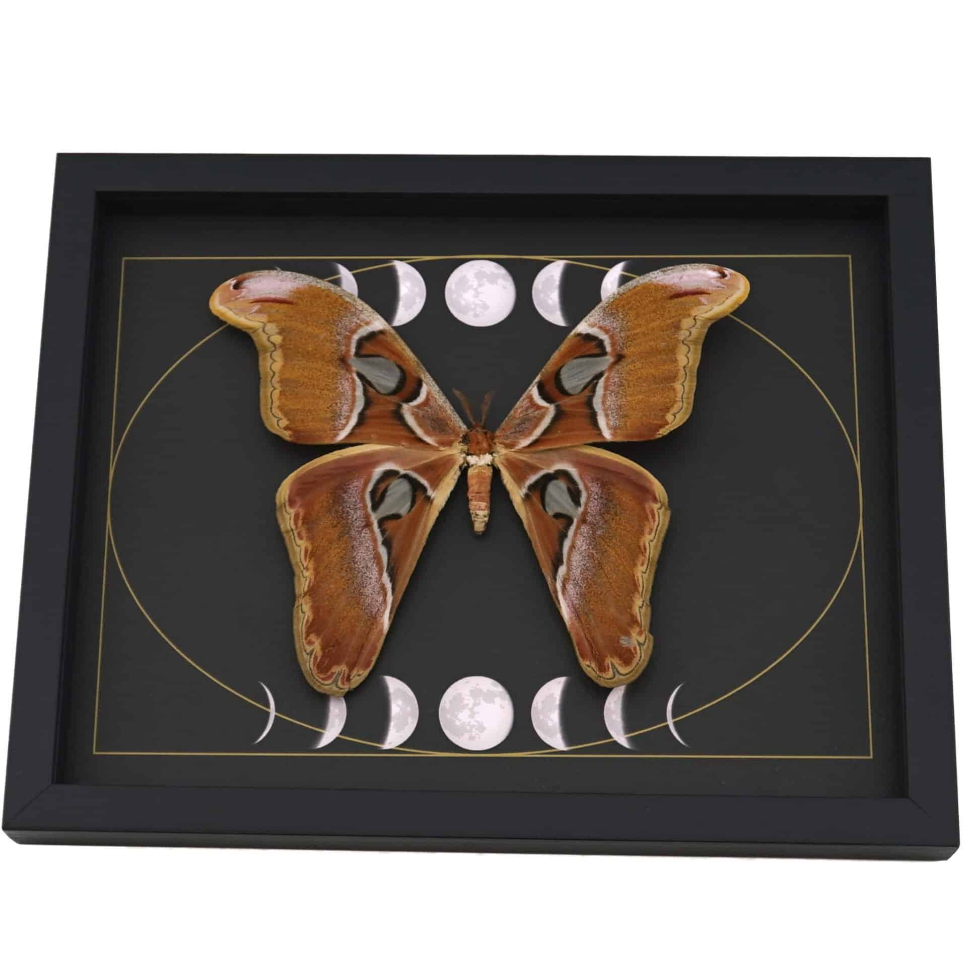 Giant Gothic Moth Phases of the Moon - Attacus lorquinii Female