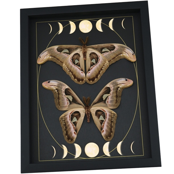 Real Atlas Moth Pair Gothic Moon Phases - Attacus Atlas verso