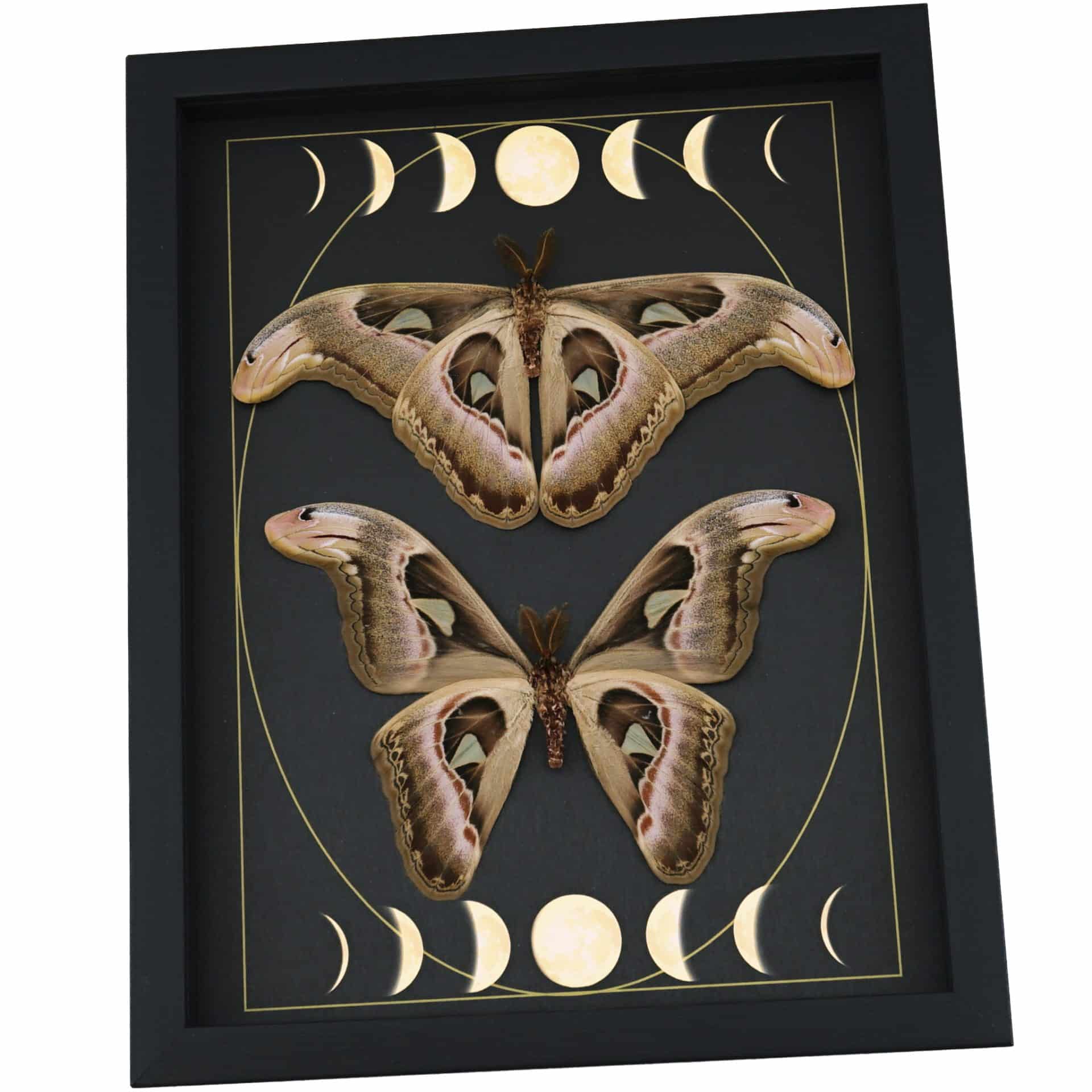 Real Atlas Moth Pair Gothic Moon Phases - Attacus Atlas verso