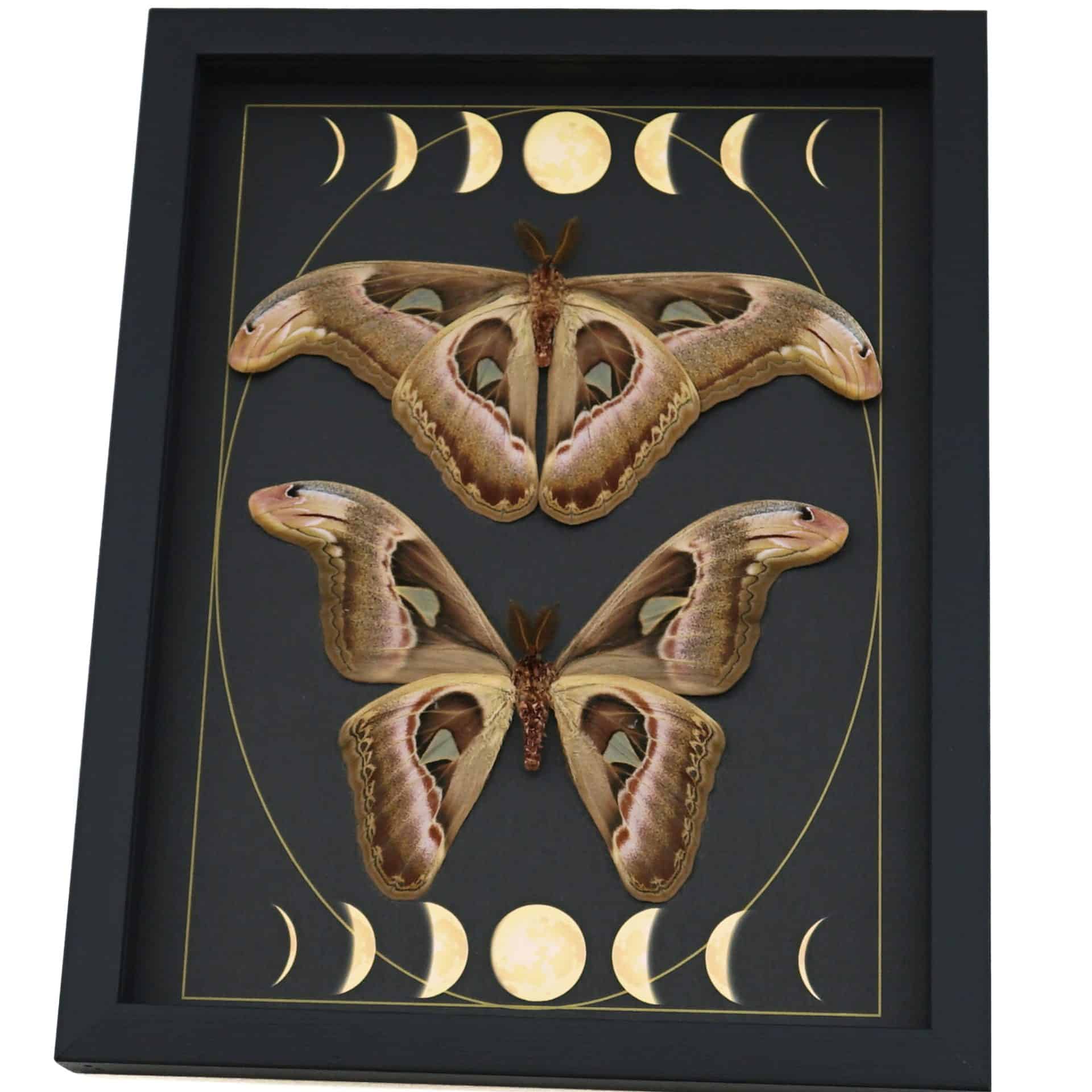 Real Atlas Moth Pair Gothic Moon Phases - Attacus Atlas verso