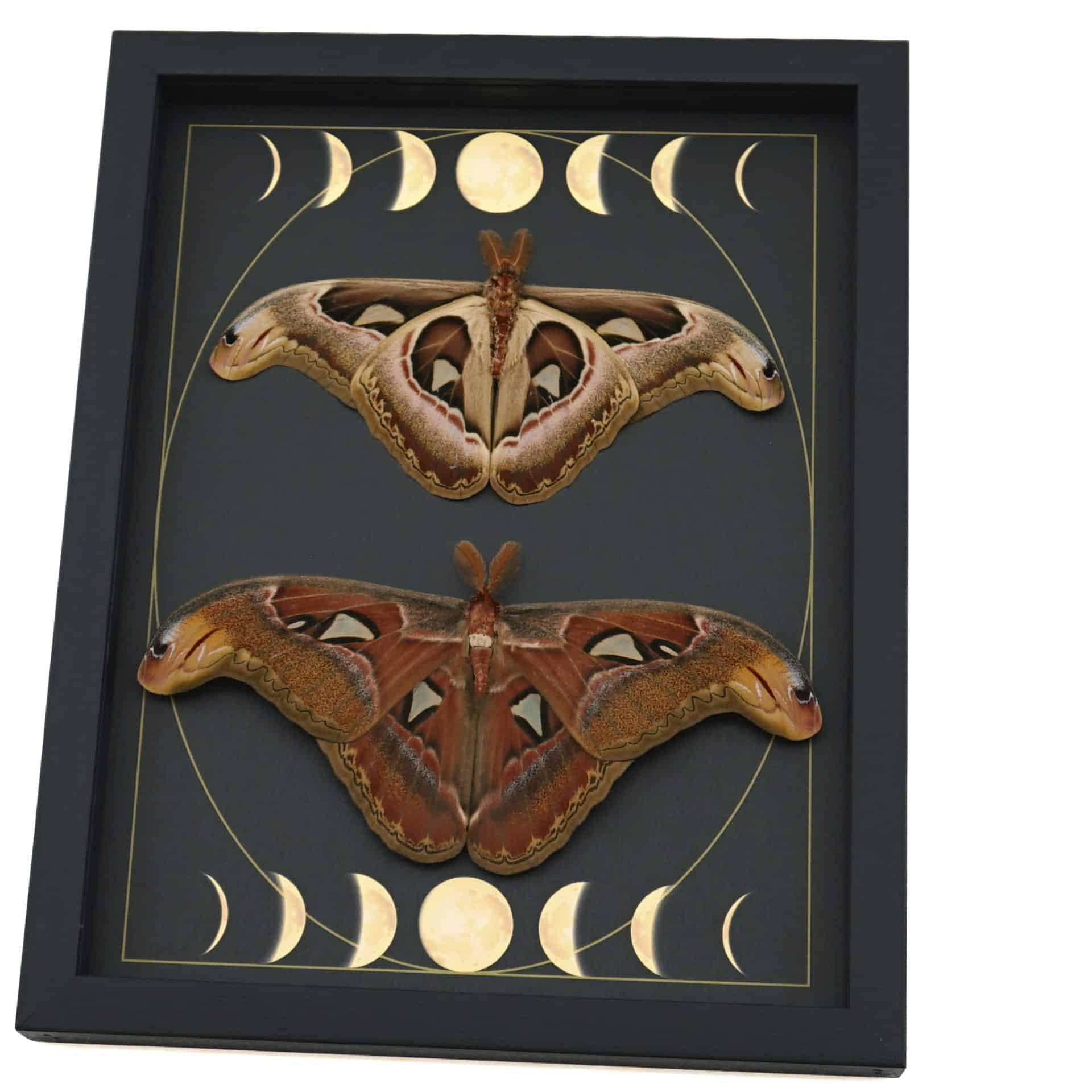 Real Atlas Moth Pair Gothic Moon Phases - Attacus Atlas Moth