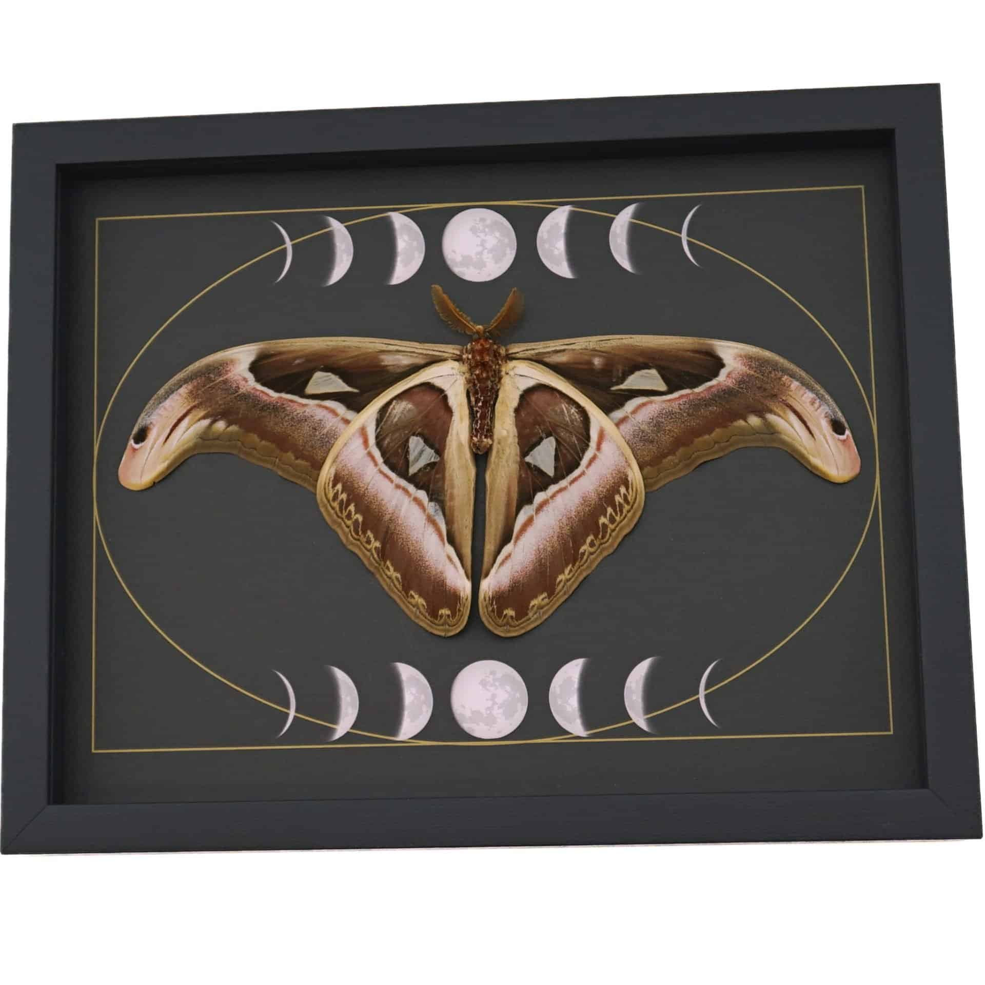 Resting Atlas Moth Moon Phases - Attacus Atlas verso Gothic