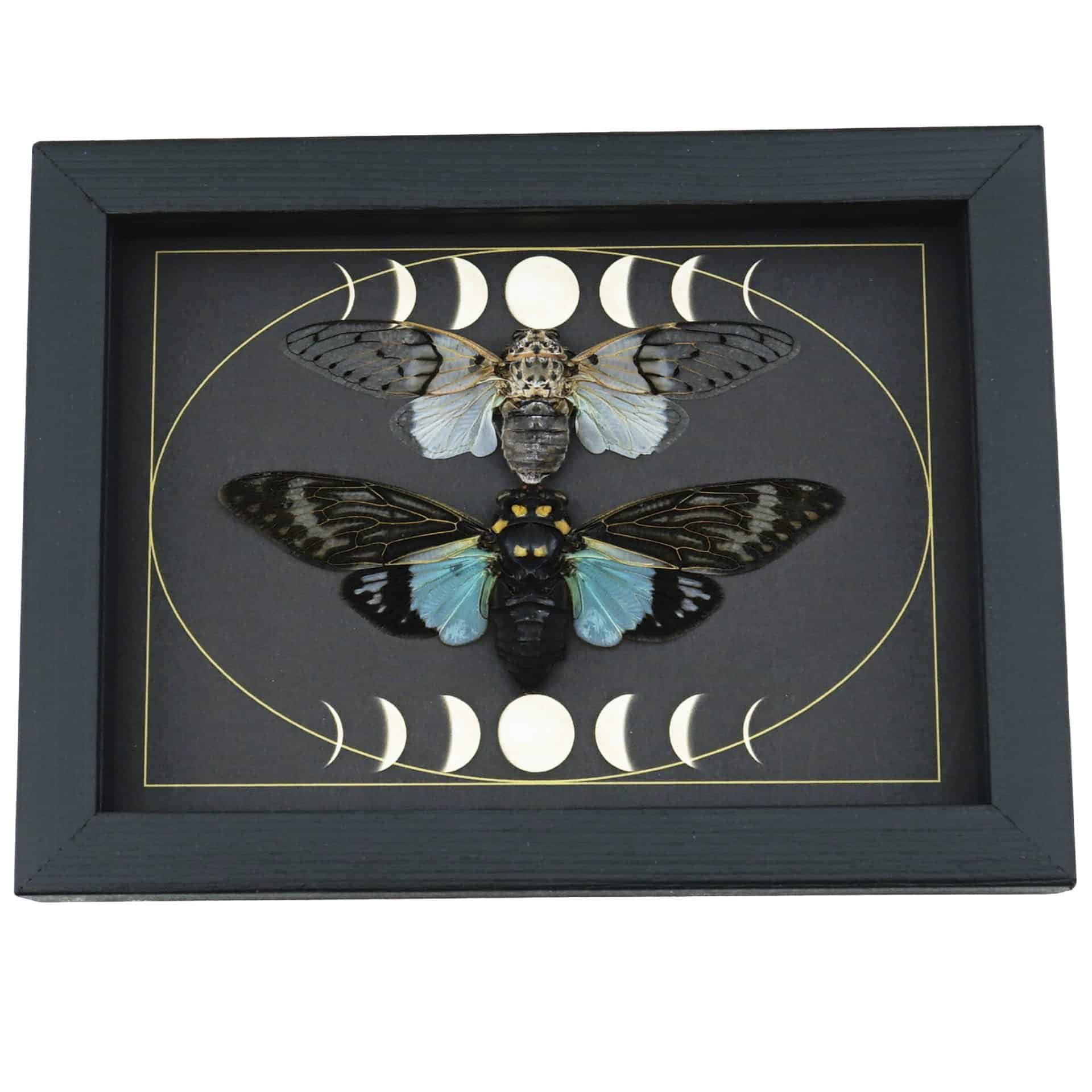 Ghost Cicada Collection Gothic Moon Phases - Blue White Real