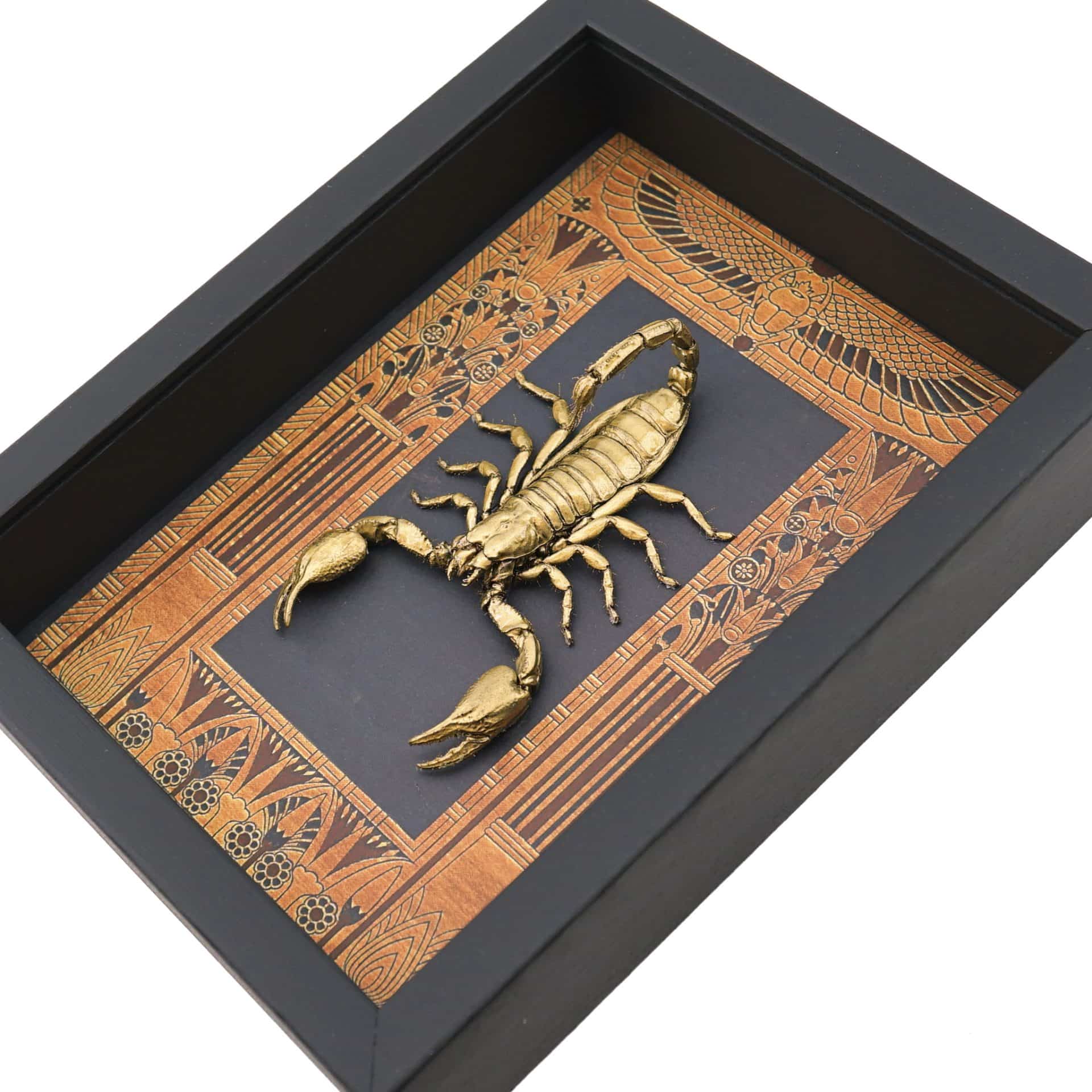 Real Scorpion Egyptian Decor - Heterometrus cyaneus Framed