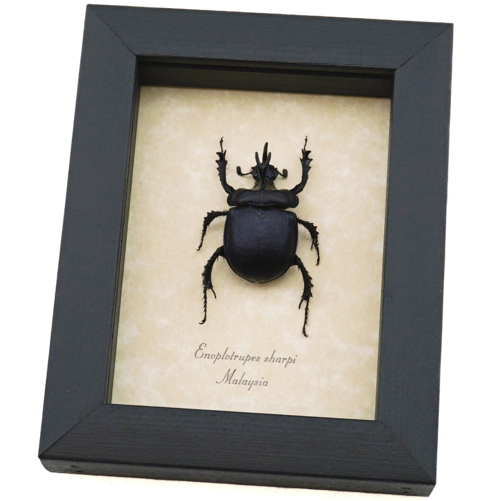 Framed Beetle Enoplotrupes sharpi - Horned Scarab Dung Beetle