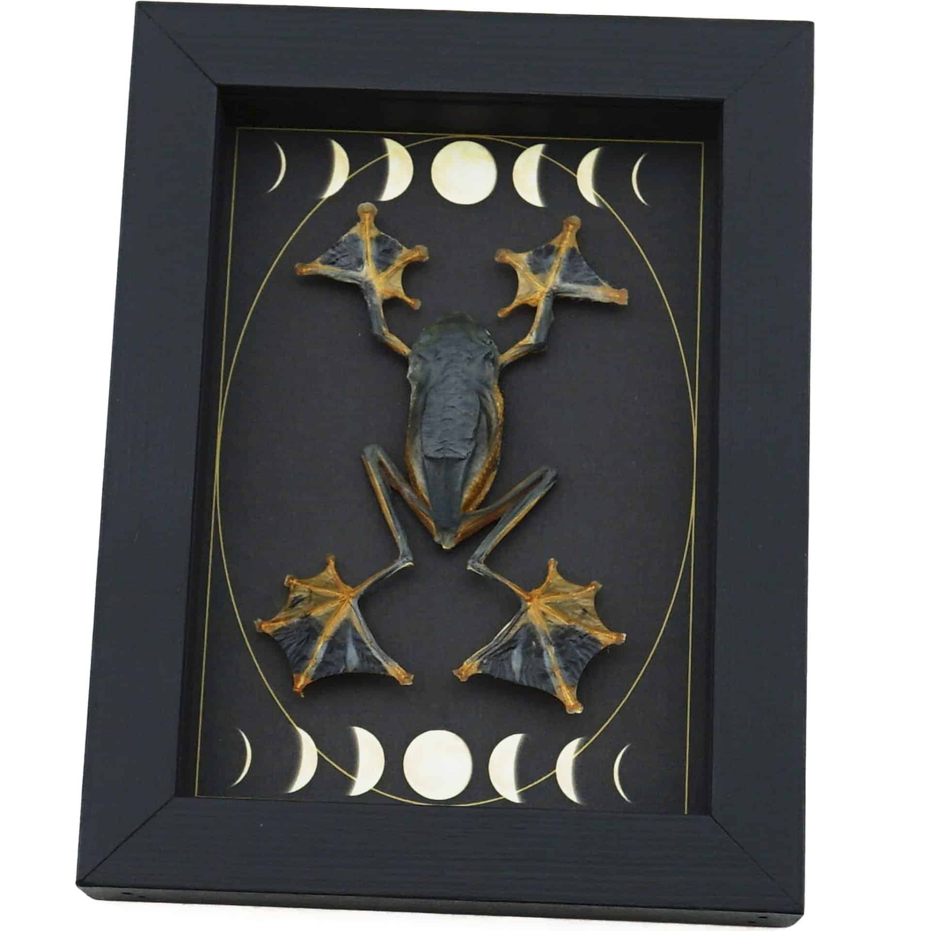 Real Flying Parachute Tree Frog Moon Phases - Rhacophorus