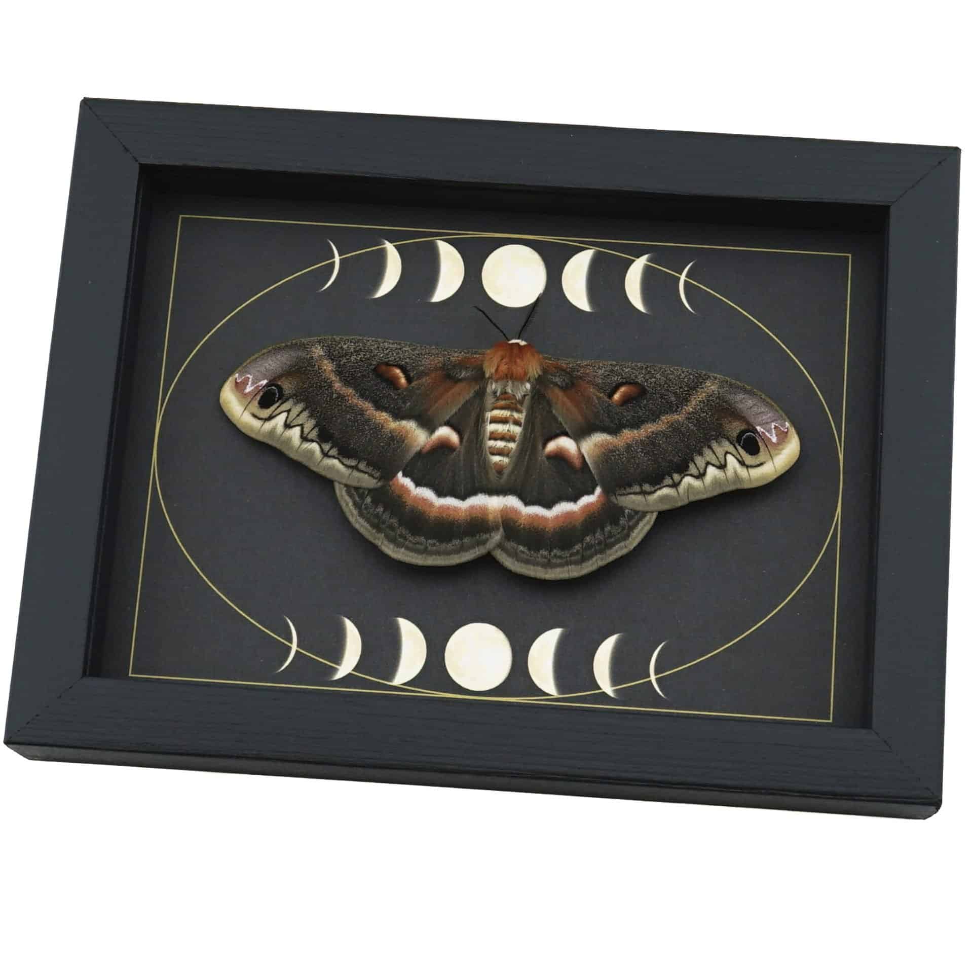 Real Hyalophora cecropia Female resting- Moth Gothic moon