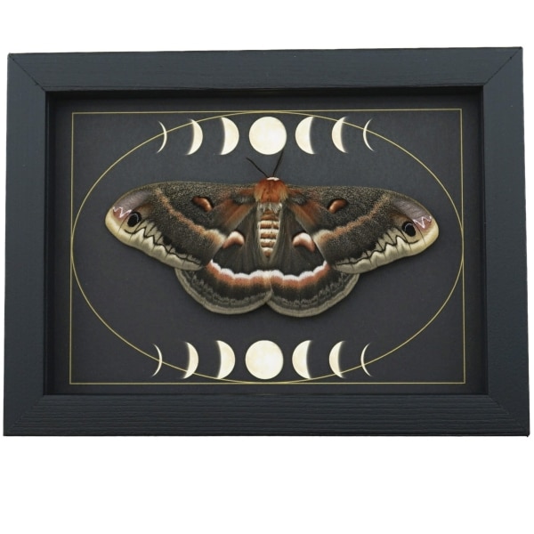 Real Hyalophora cecropia Female resting- Moth Gothic moon