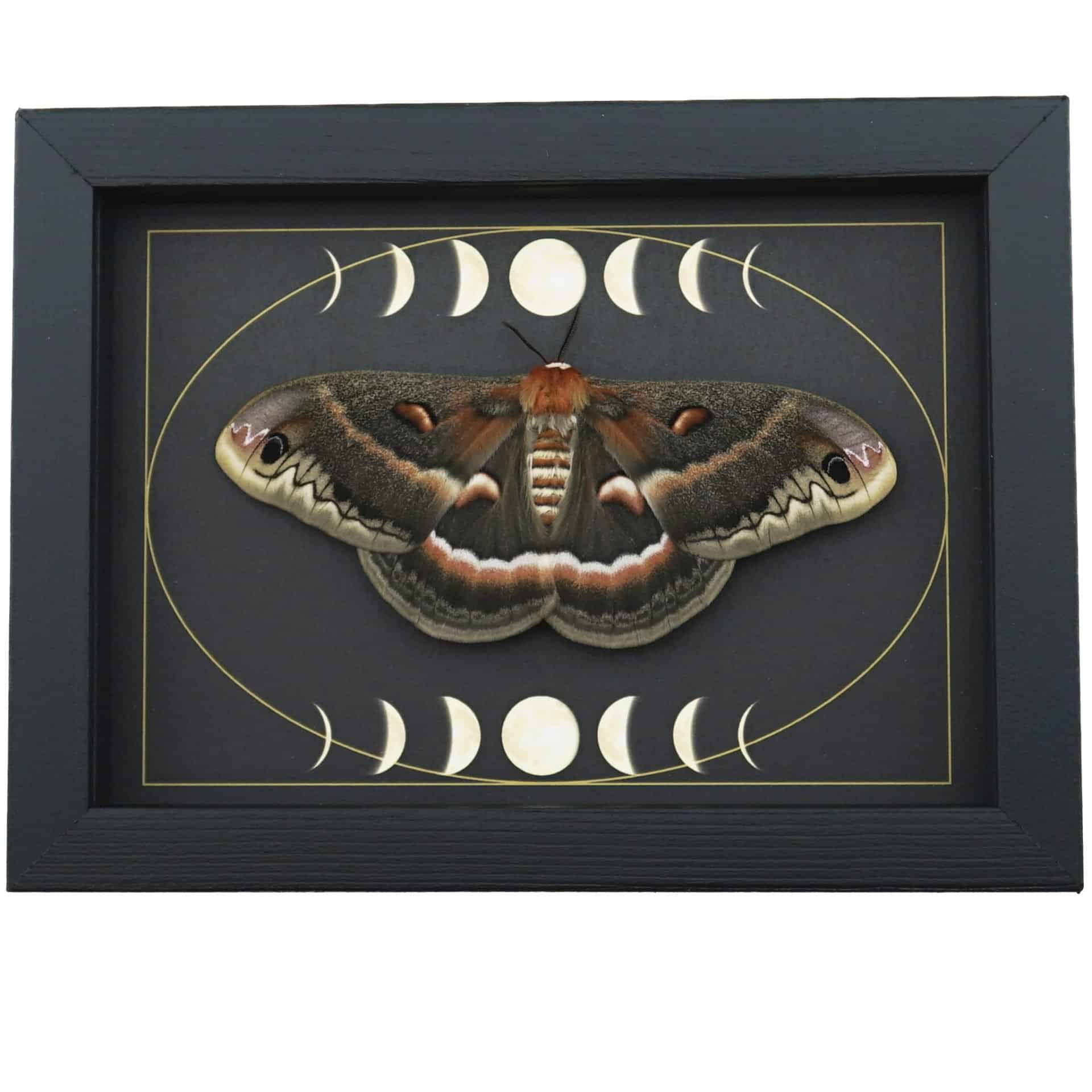 Real Hyalophora cecropia Female resting- Moth Gothic moon