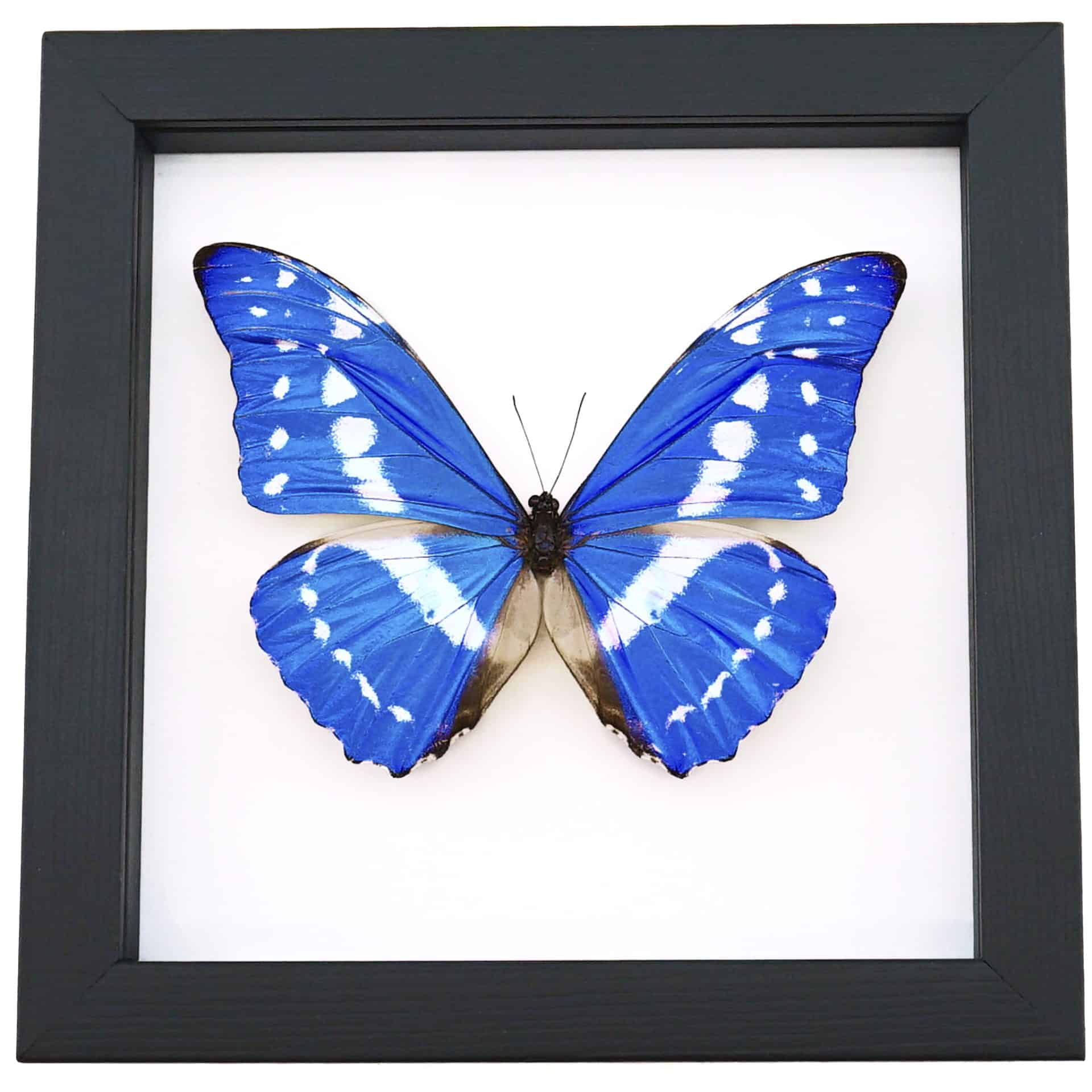 Morpho cypris Blue Morpho - Framed Butterfly Taxidermy