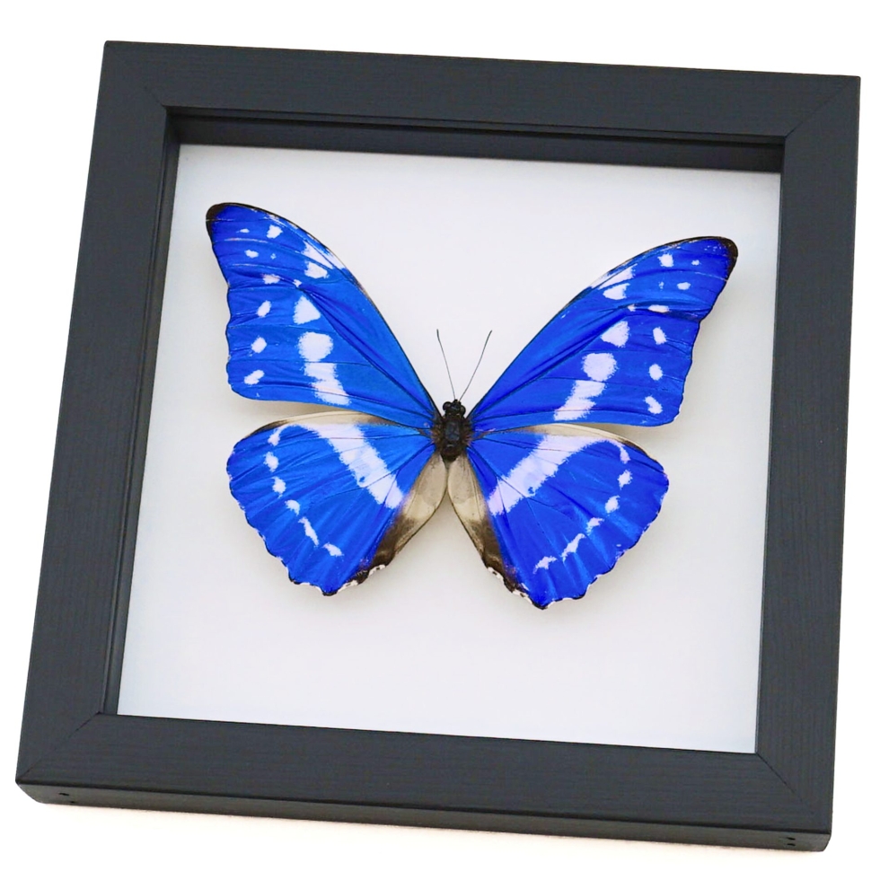 Morpho cypris Blue Morpho - Framed Butterfly Taxidermy