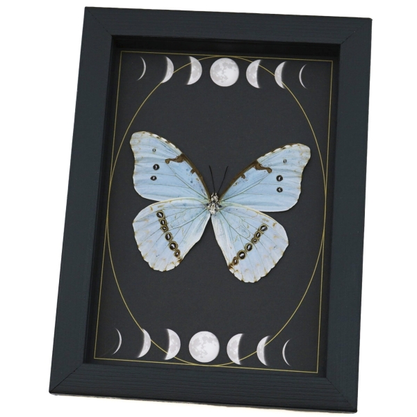 Mint Morpho Butterfly Gothic Moon Phases - Framed Morpho