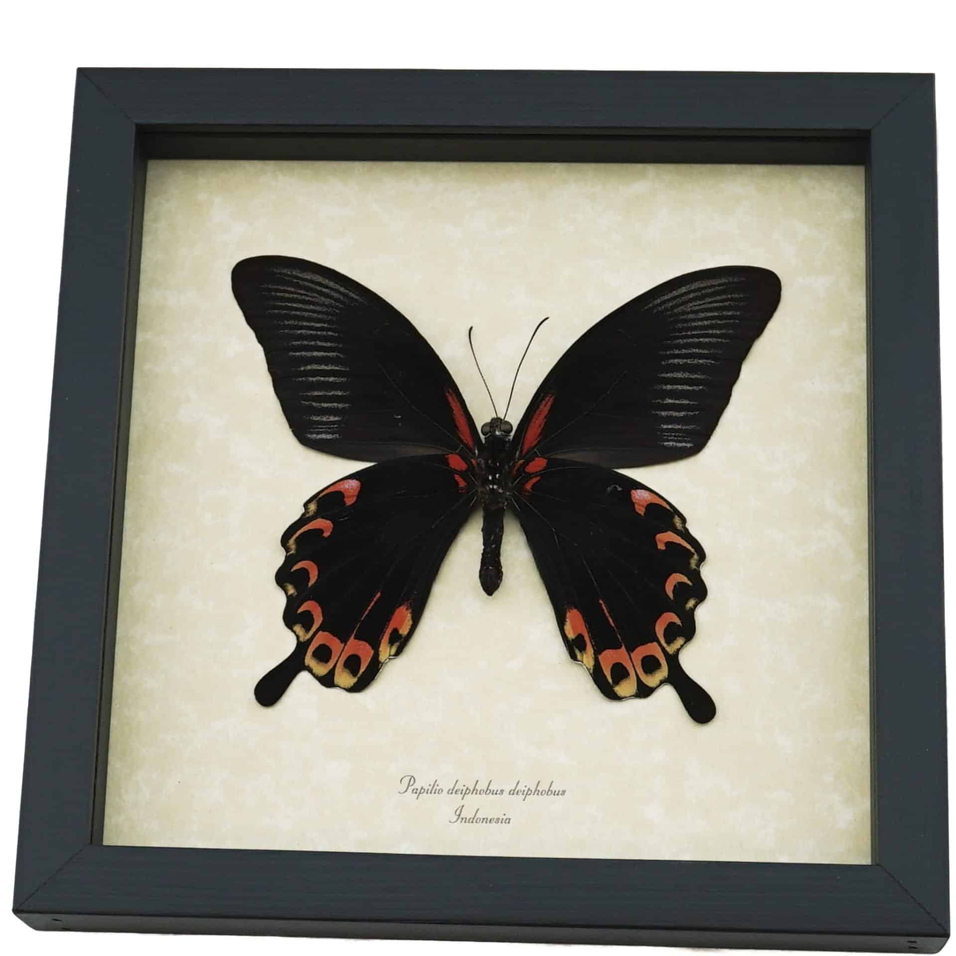 Callithea optima Verso - Blood Red Patch - framed Butterfly