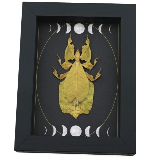 Real Gold Leaf Insect Gothic Moon Phases - Phyllium Pulchrifolium
