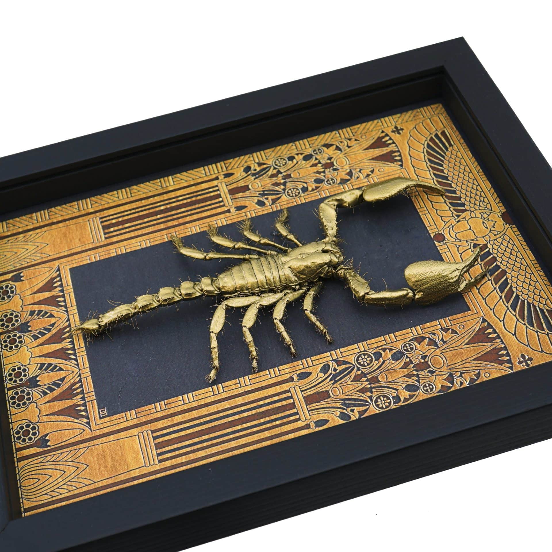 Real Scorpion Egyptian Decor Heterometrus cyaneus framed