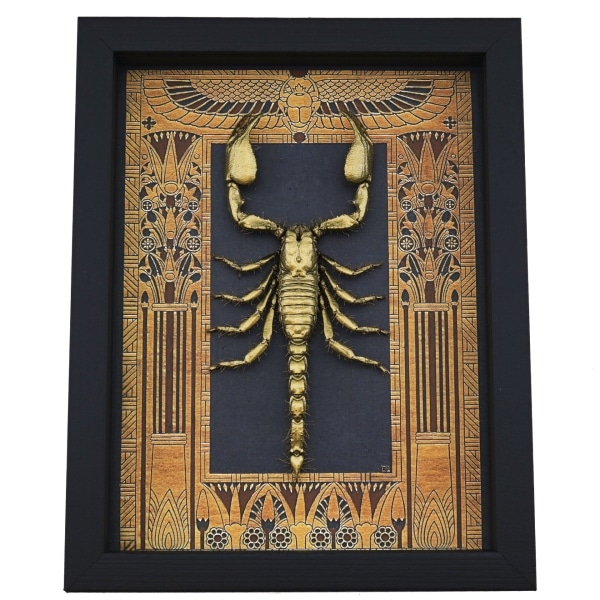 Real Scorpion Egyptian Decor Heterometrus cyaneus framed