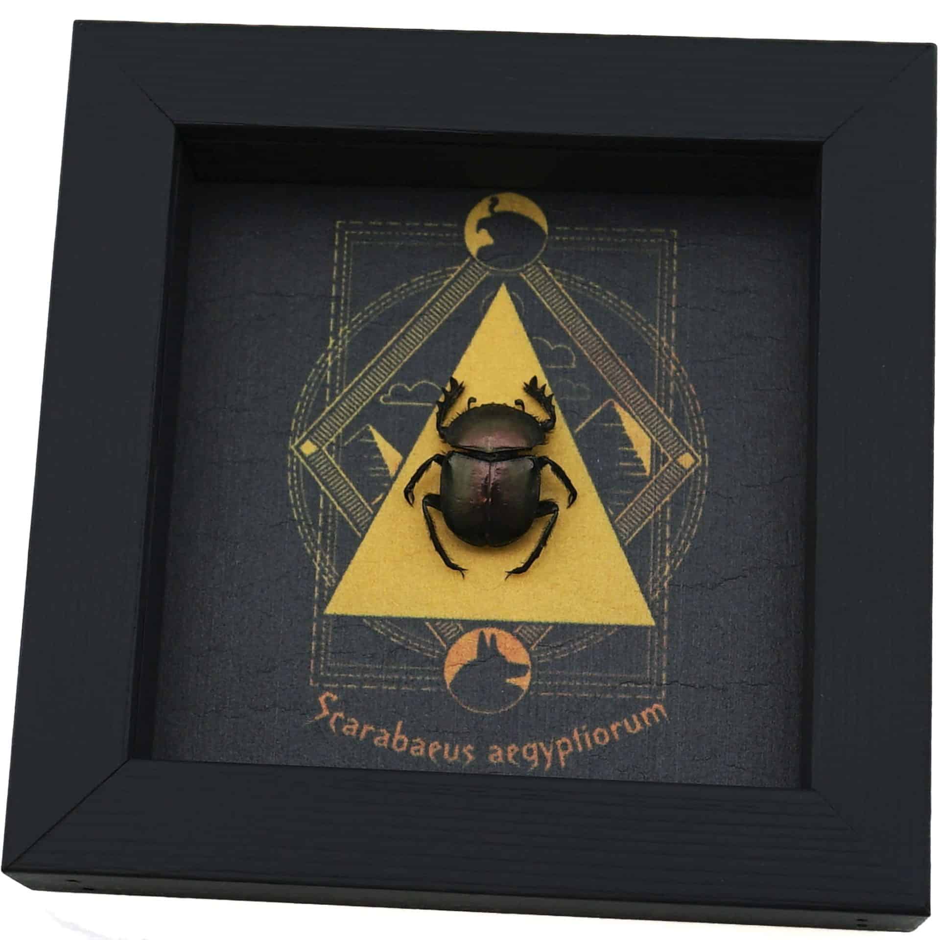 Real Sacred Egyptian King Scarab Beetle - Pyramid Real Framed