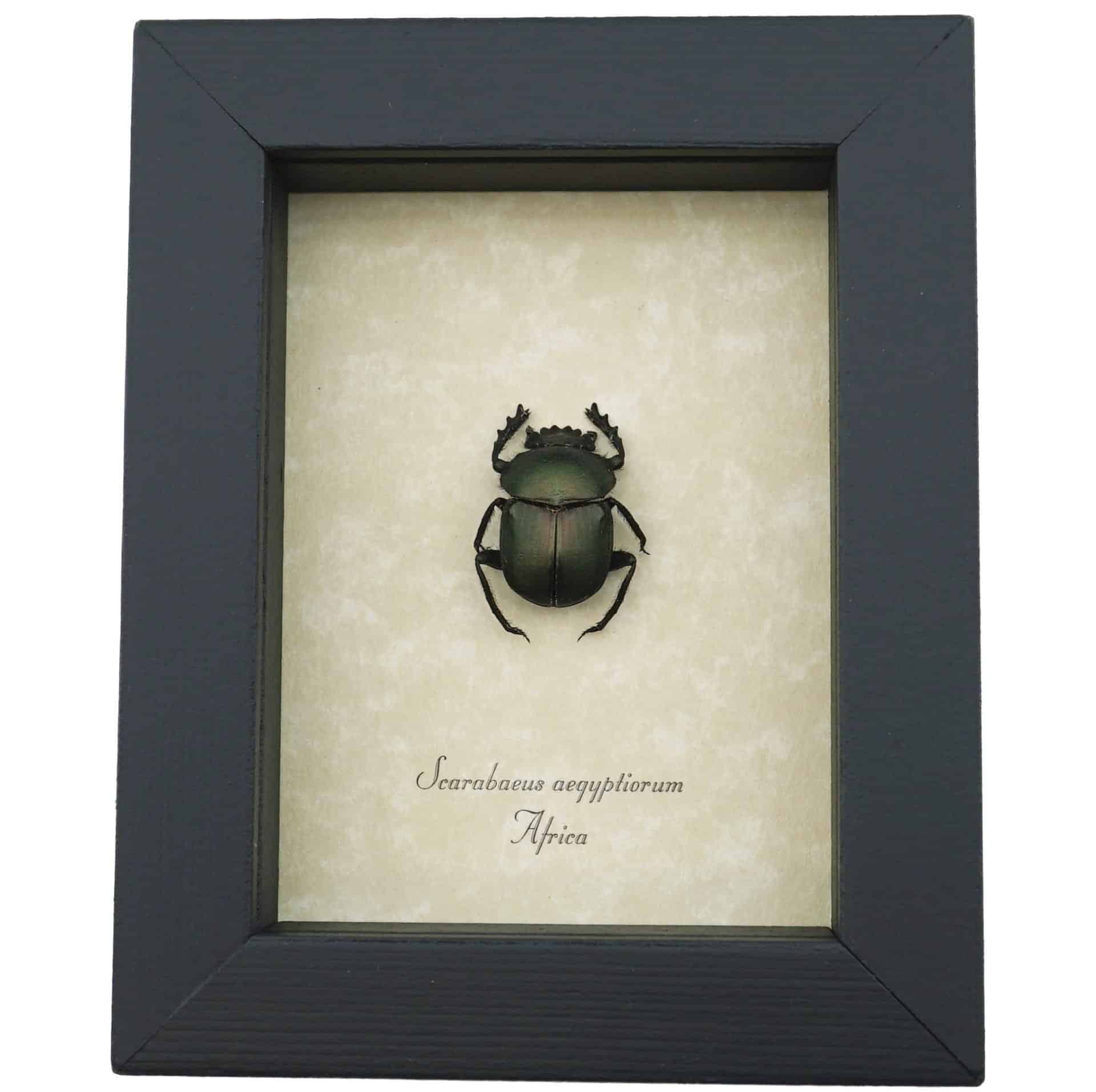 Beetles Scarabs True Bugs - We offer a variety of Beetles Scarabs