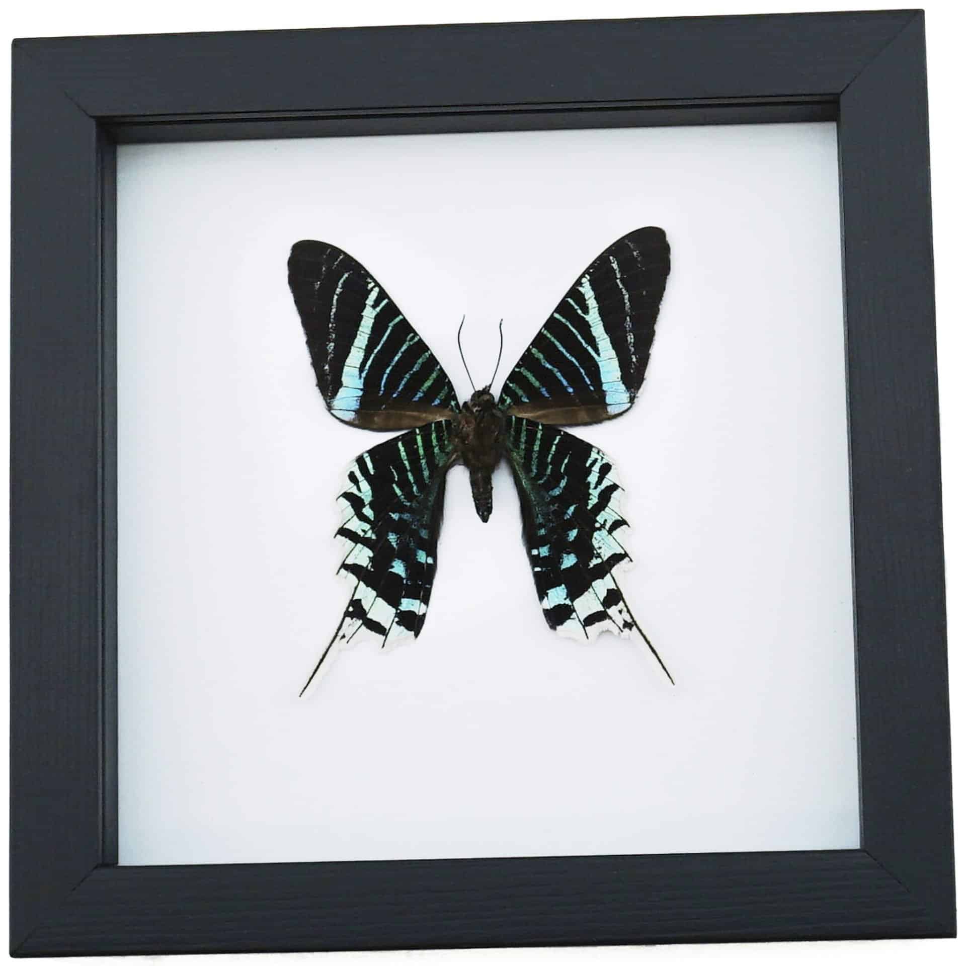Urania Leilus Verso Green - Banded Urania Moth Classic Black