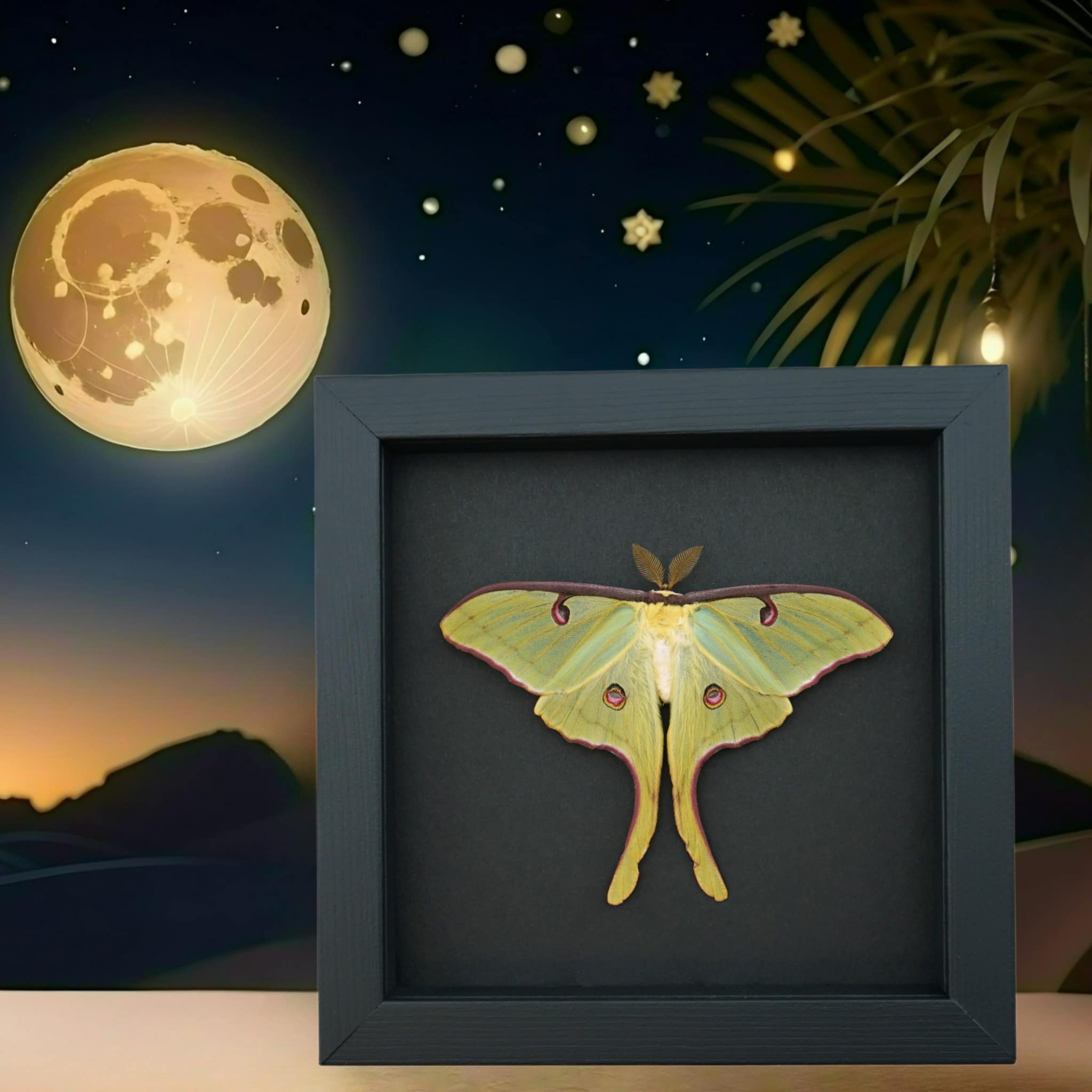 Moths in Moonlight Displays - Moonlight Displays Black Shadowbox